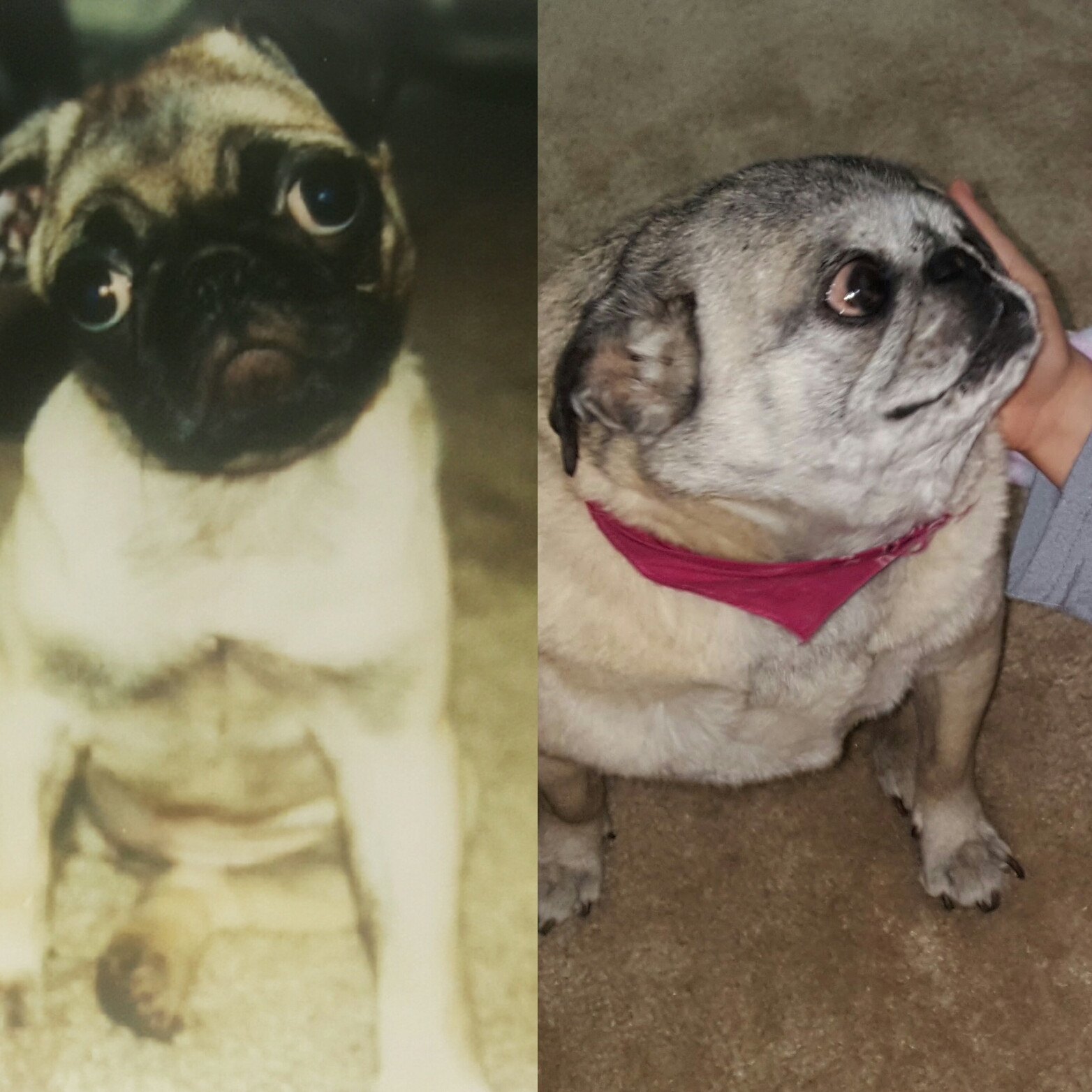 Lady Maui of Grove (2002-2017) | Scrolller