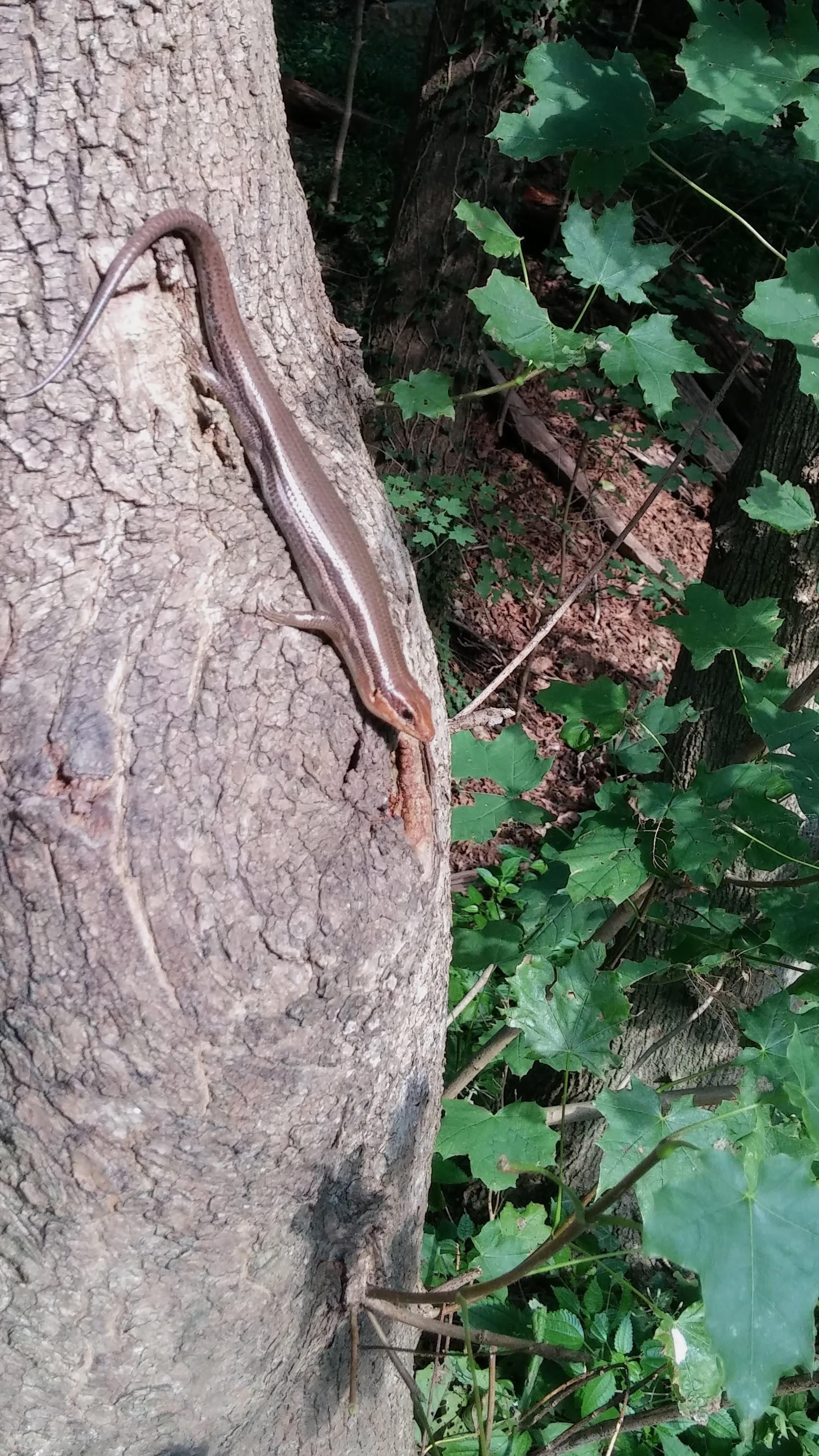 Lancaster Lizard | Scrolller