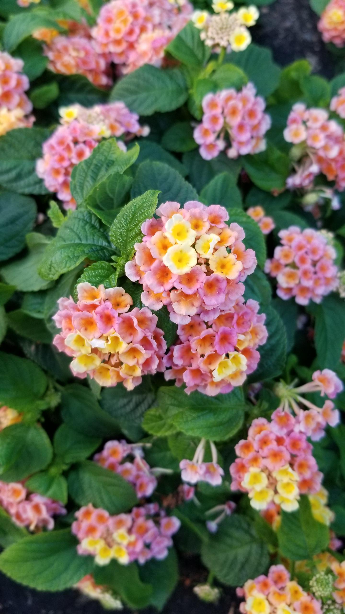 Lantana flowers [OC] | Scrolller