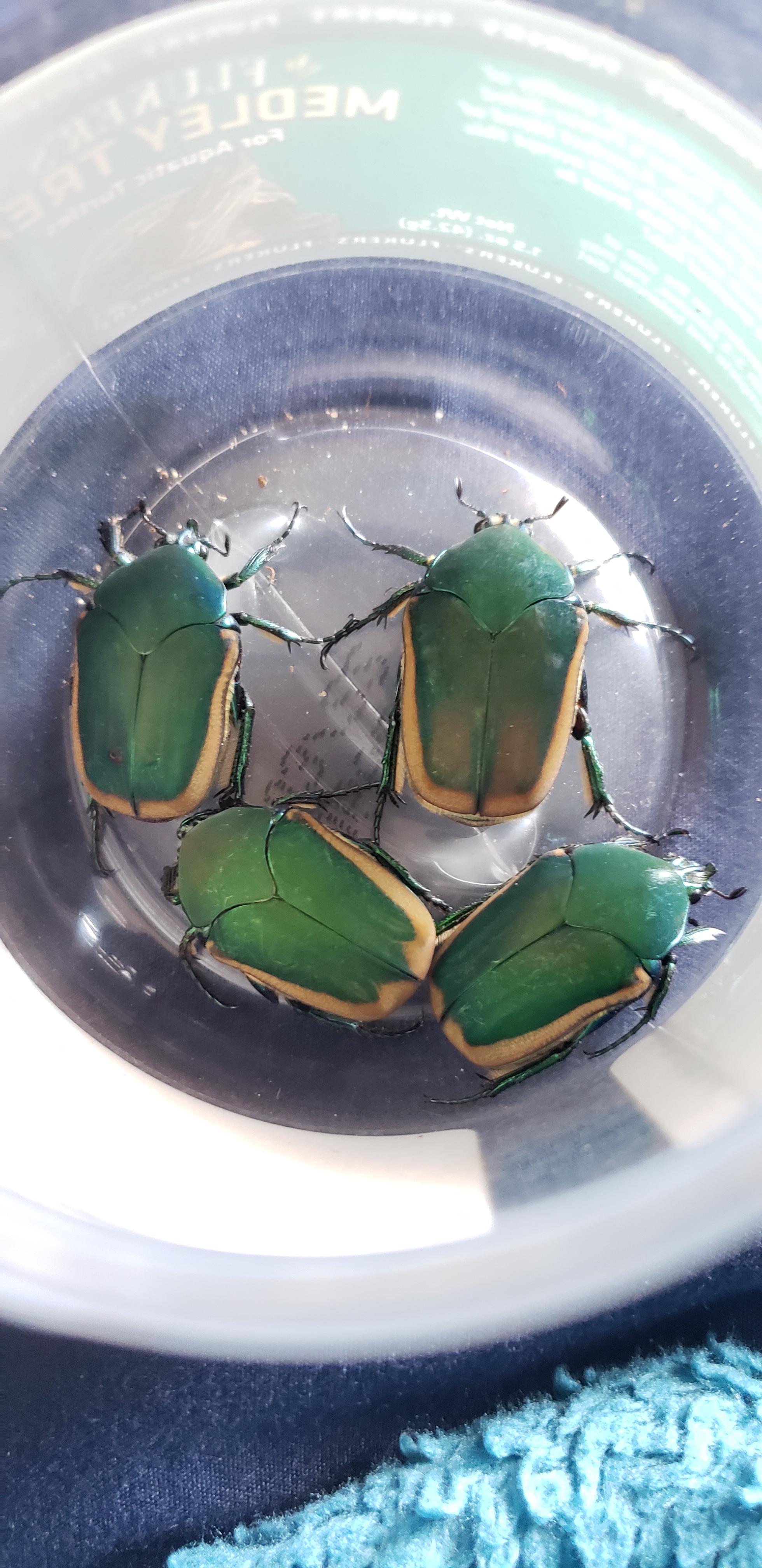 Large female fig beetles | Scrolller