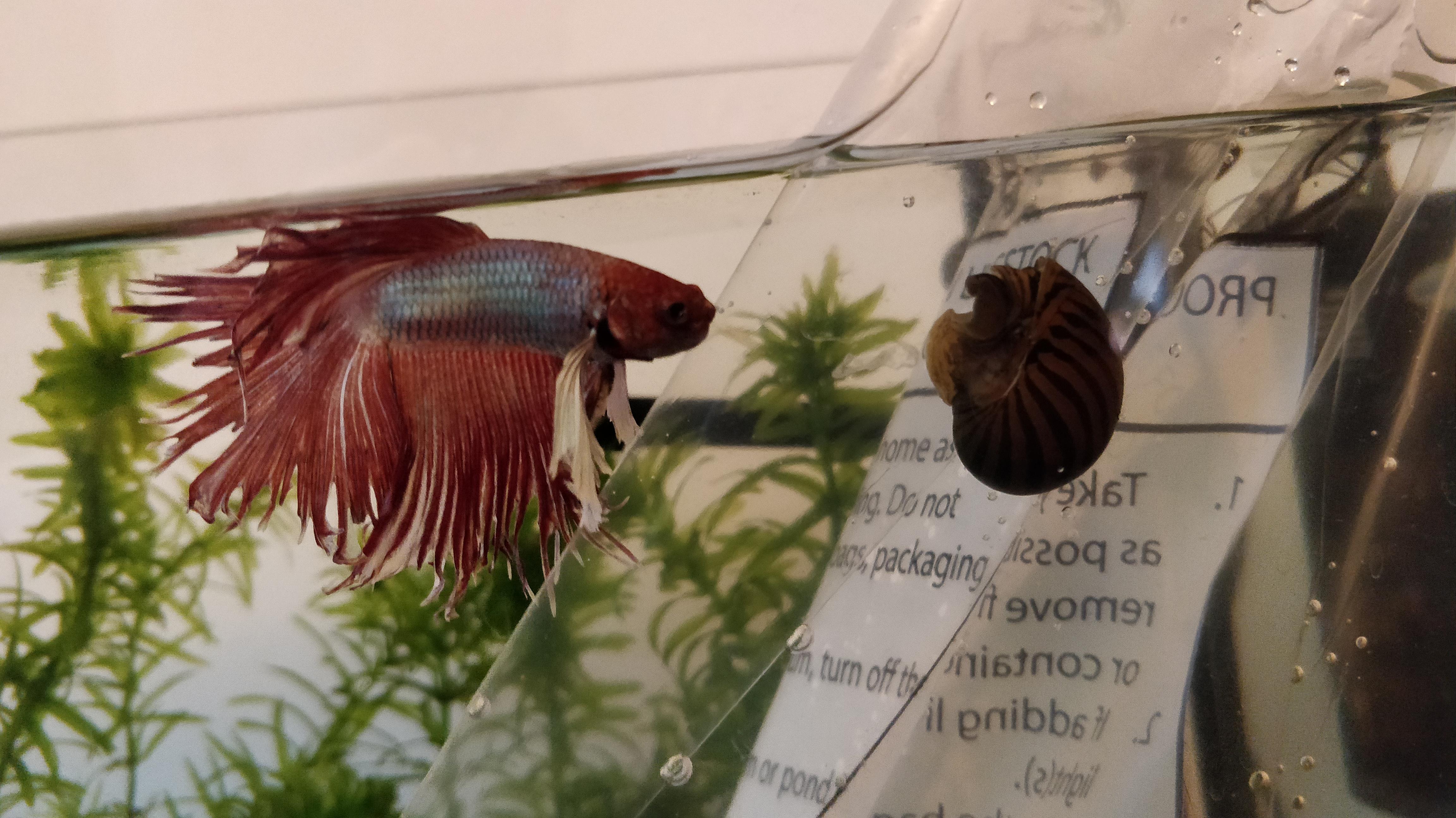 Larry, meet Gary | Scrolller