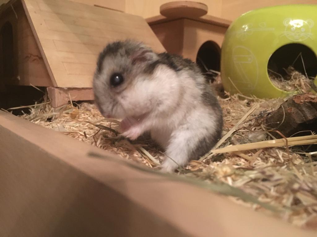 last impression of my hamster - "General von Wurstkopf" | Scrolller
