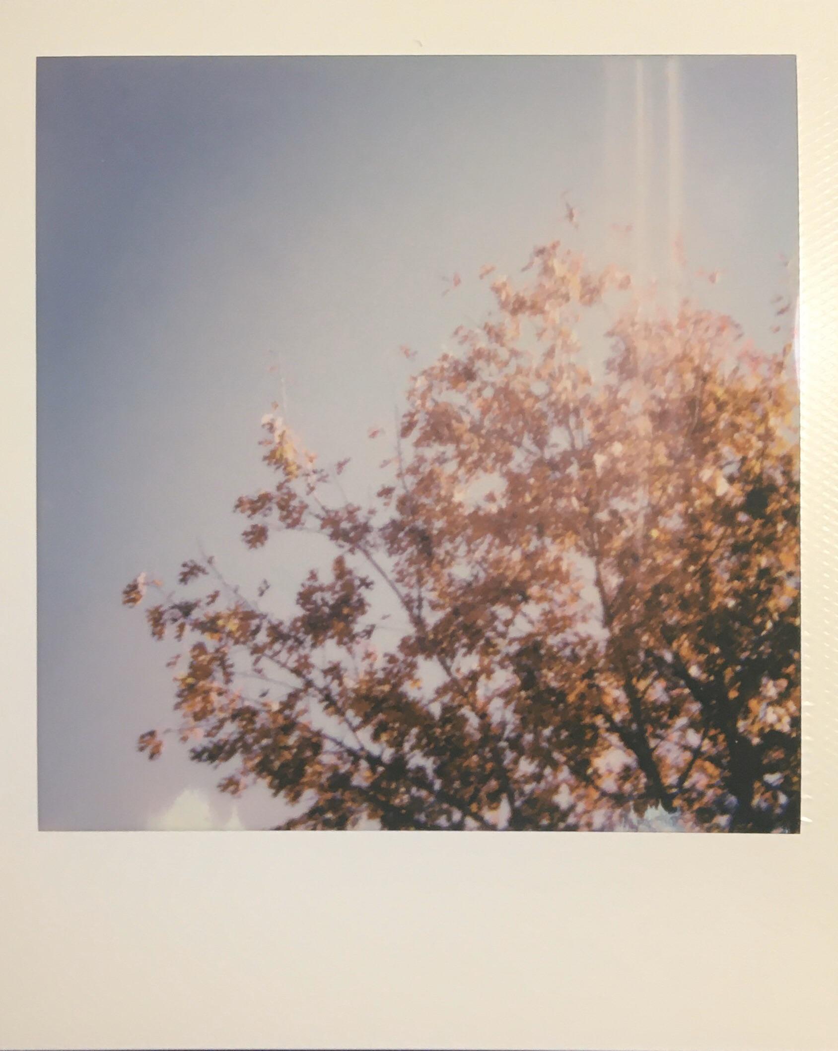 Last photo of my first Polaroid pack :) | Scrolller