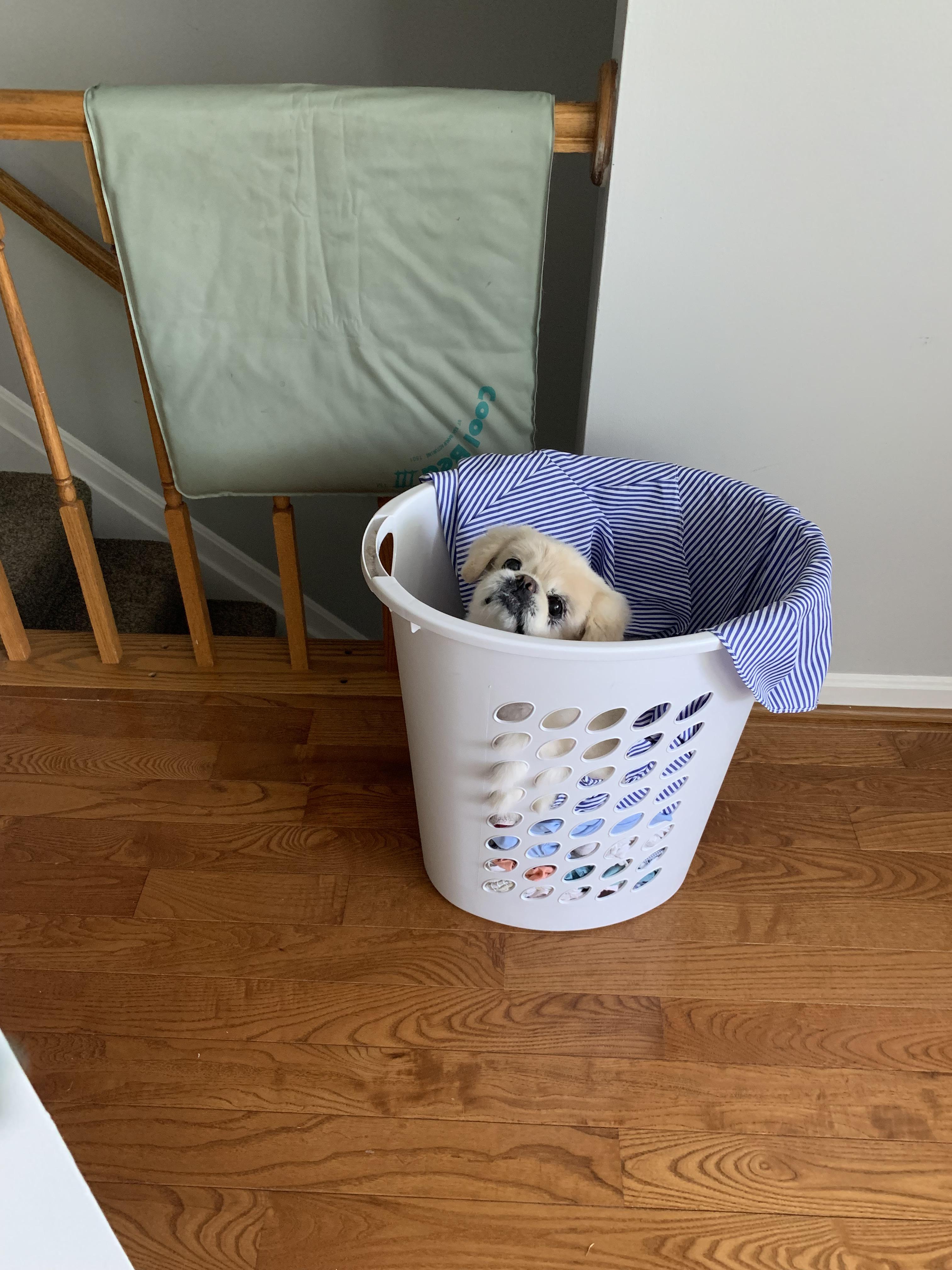 Laundry day | Scrolller