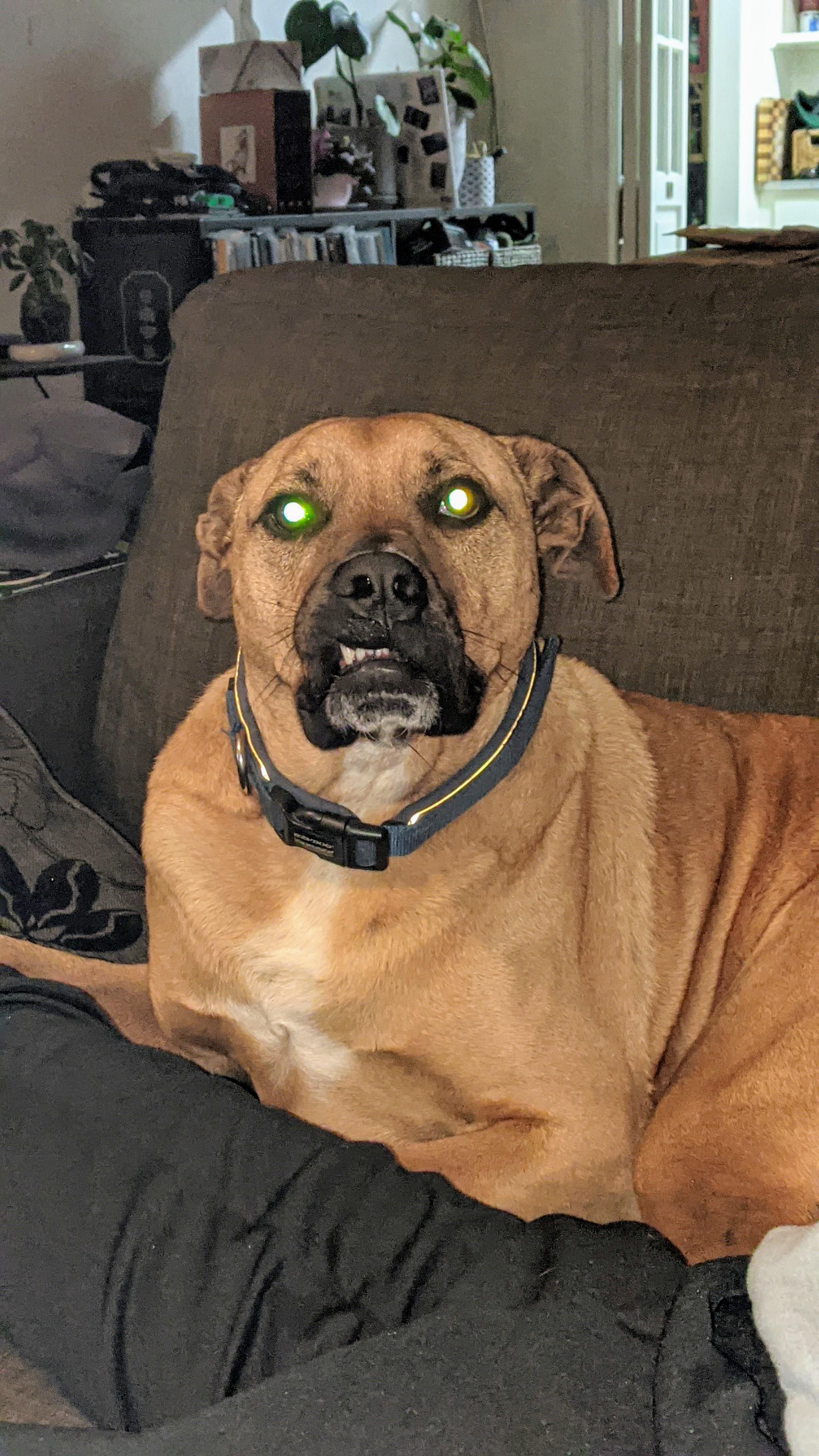 Lazer eye derp tooth. | Scrolller