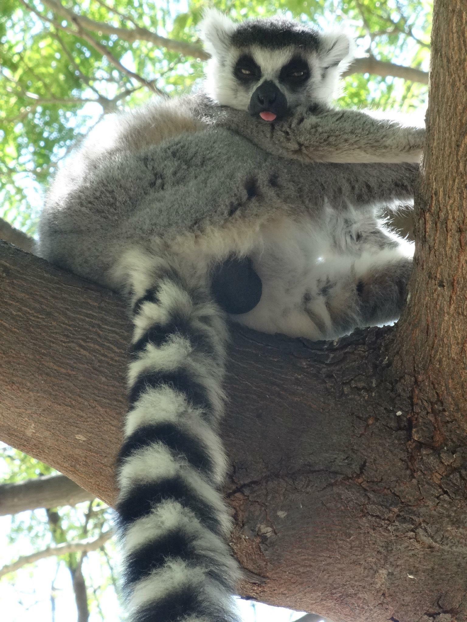 Lazy blup | Scrolller