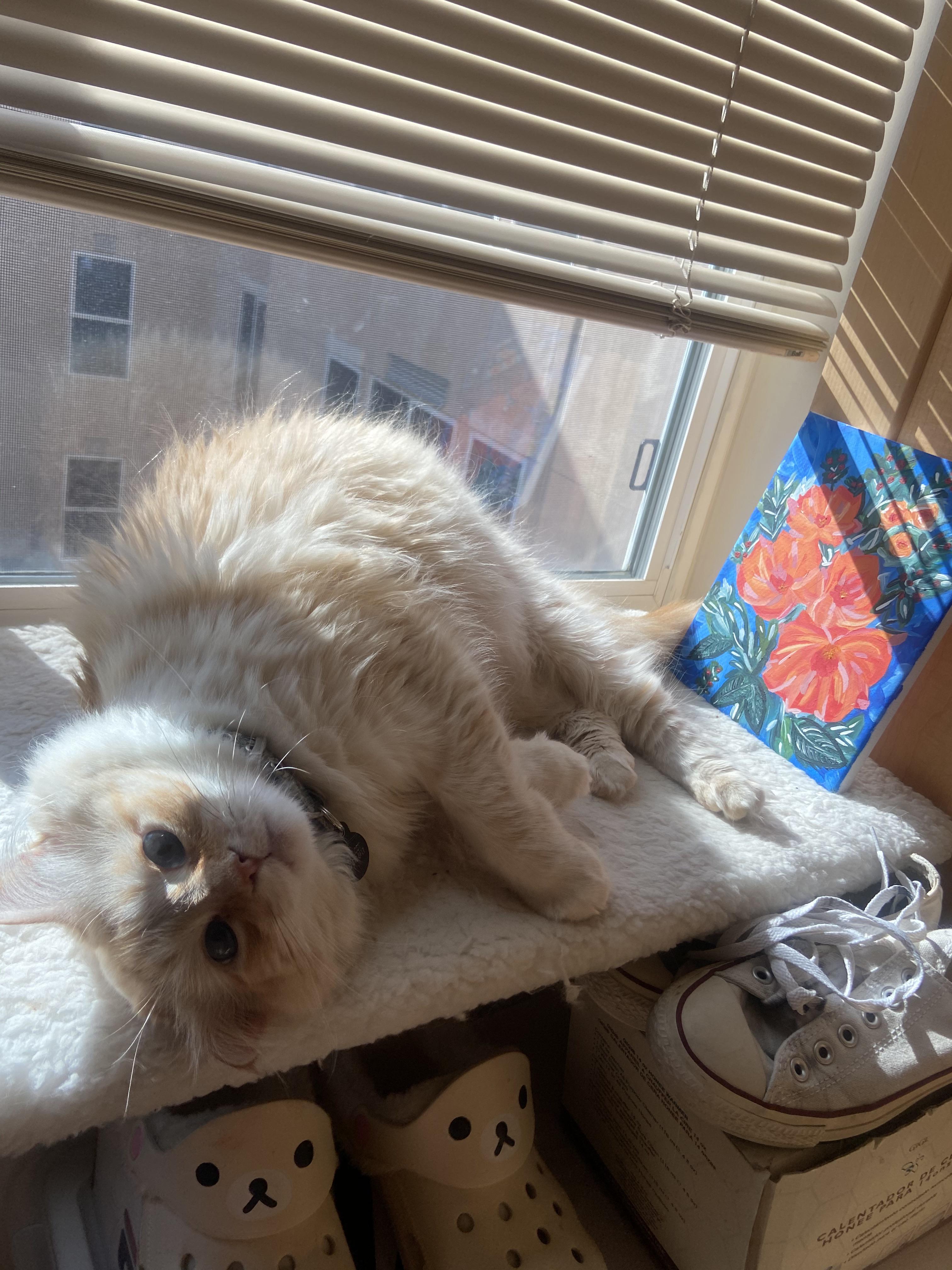 Lazy flame point ragdoll day | Scrolller