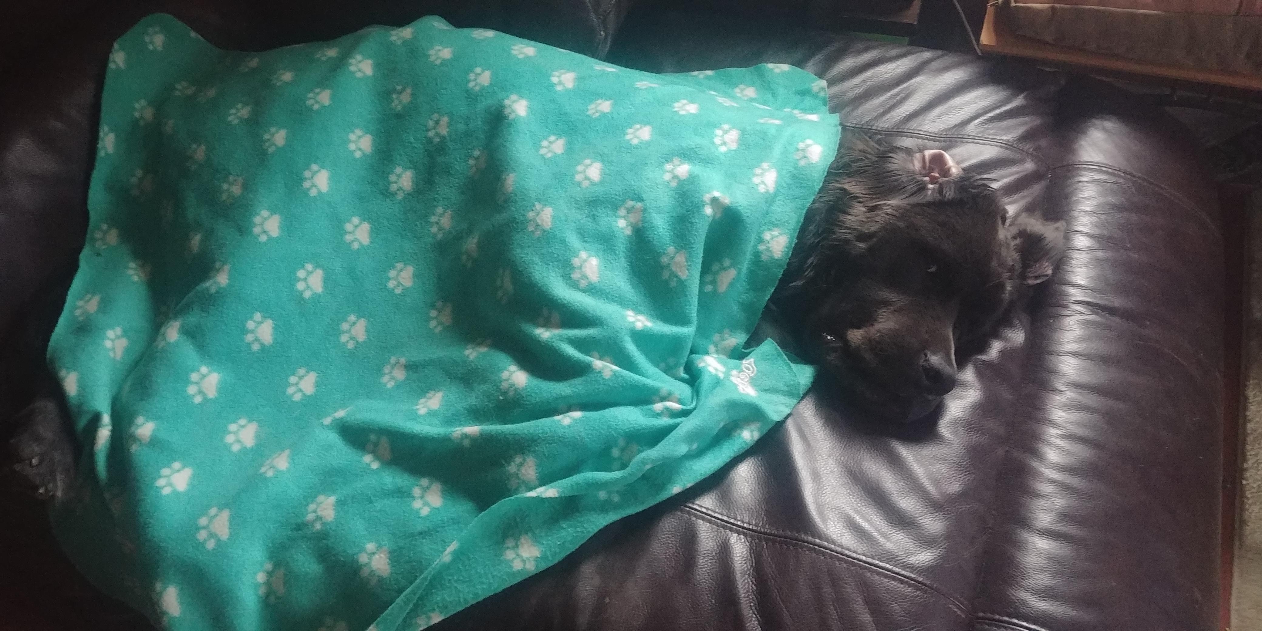 Lazy Saturdays, Chewbacca on his lounge. | Scrolller