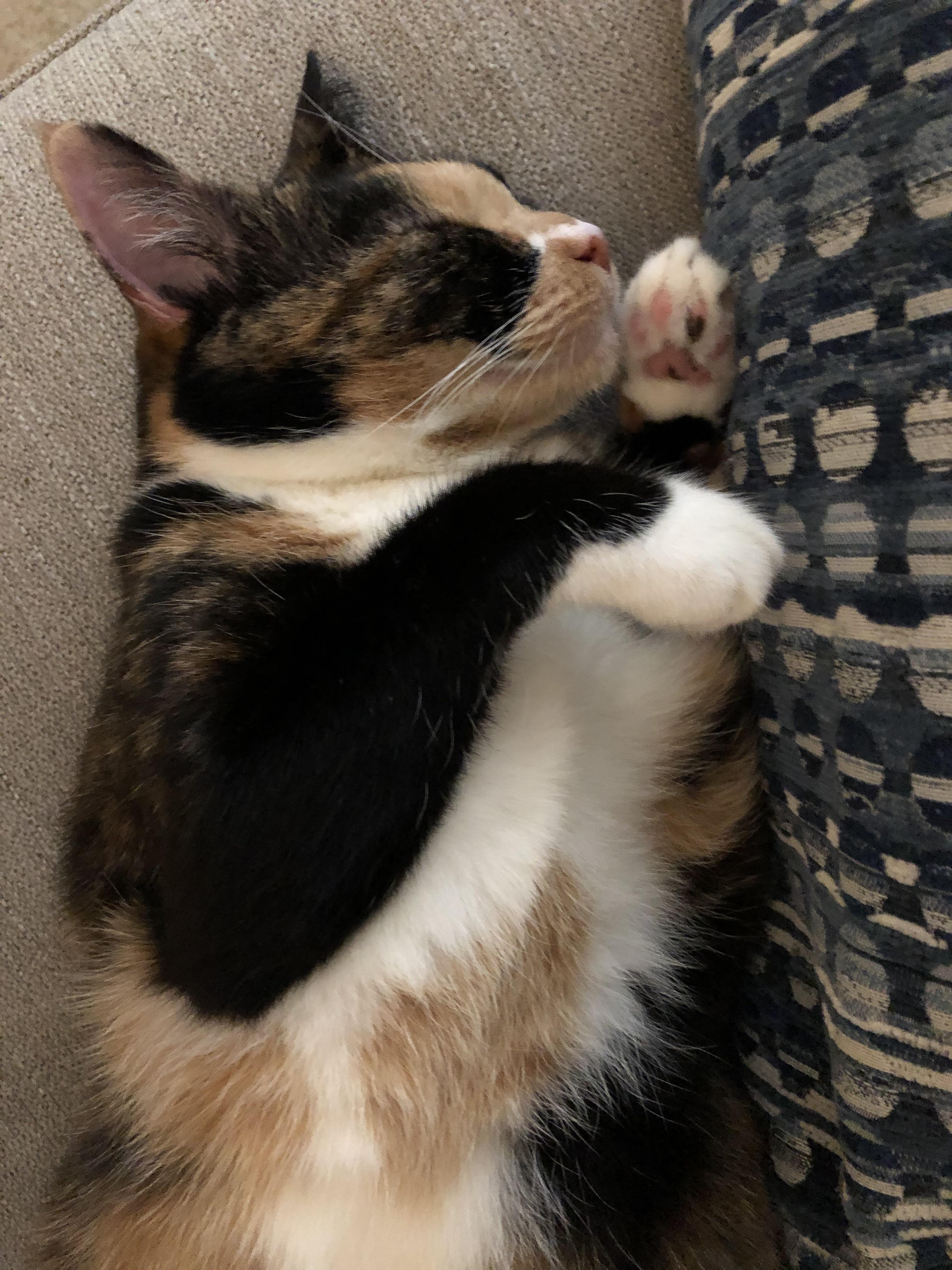 Lazy Sunday! | Scrolller