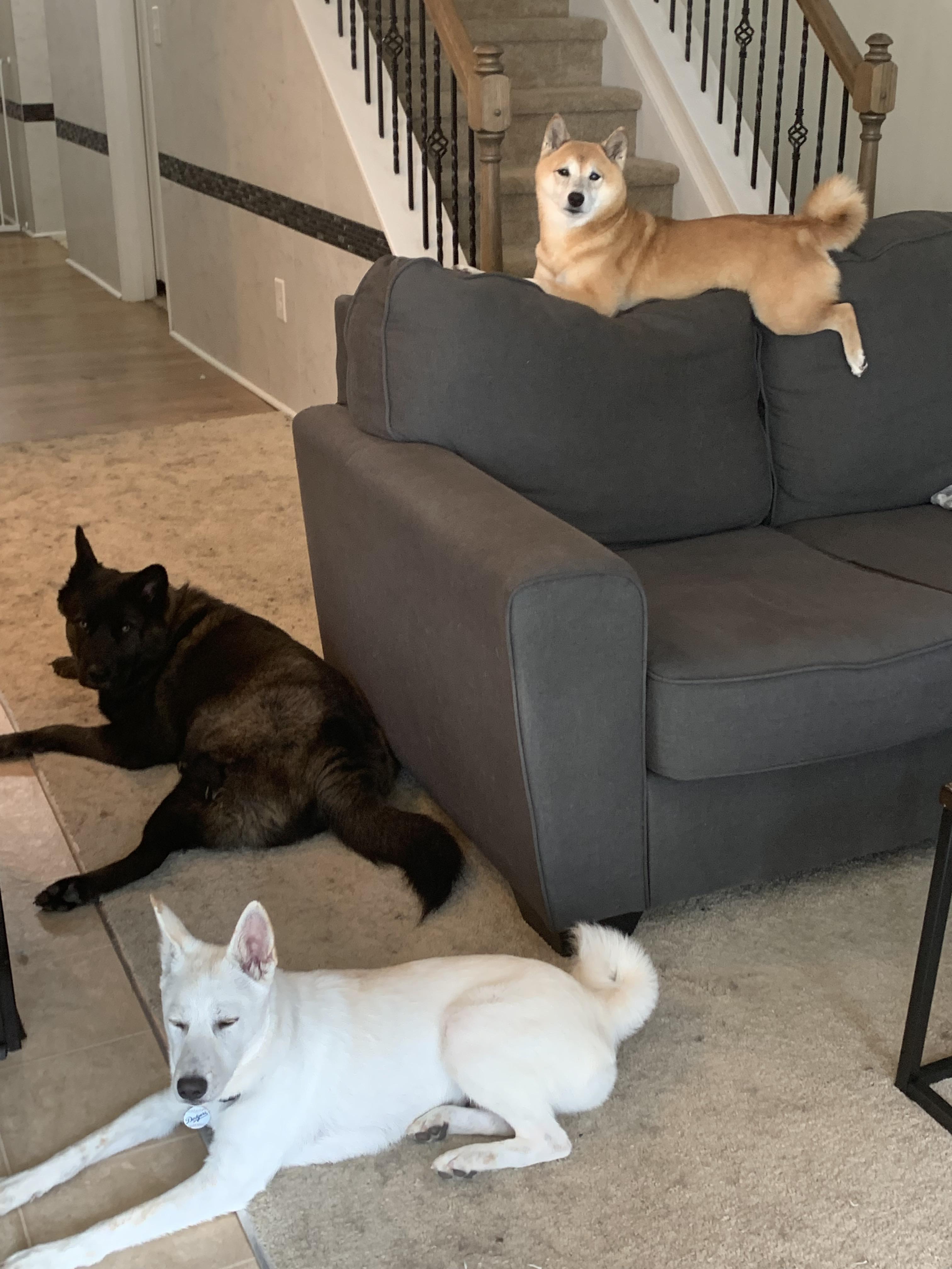 Lazy Sundogday | Scrolller