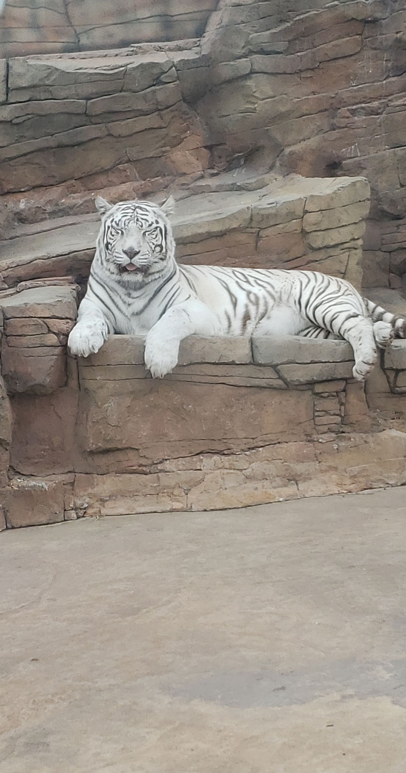 Lazy tiger with a derpy derp | Scrolller