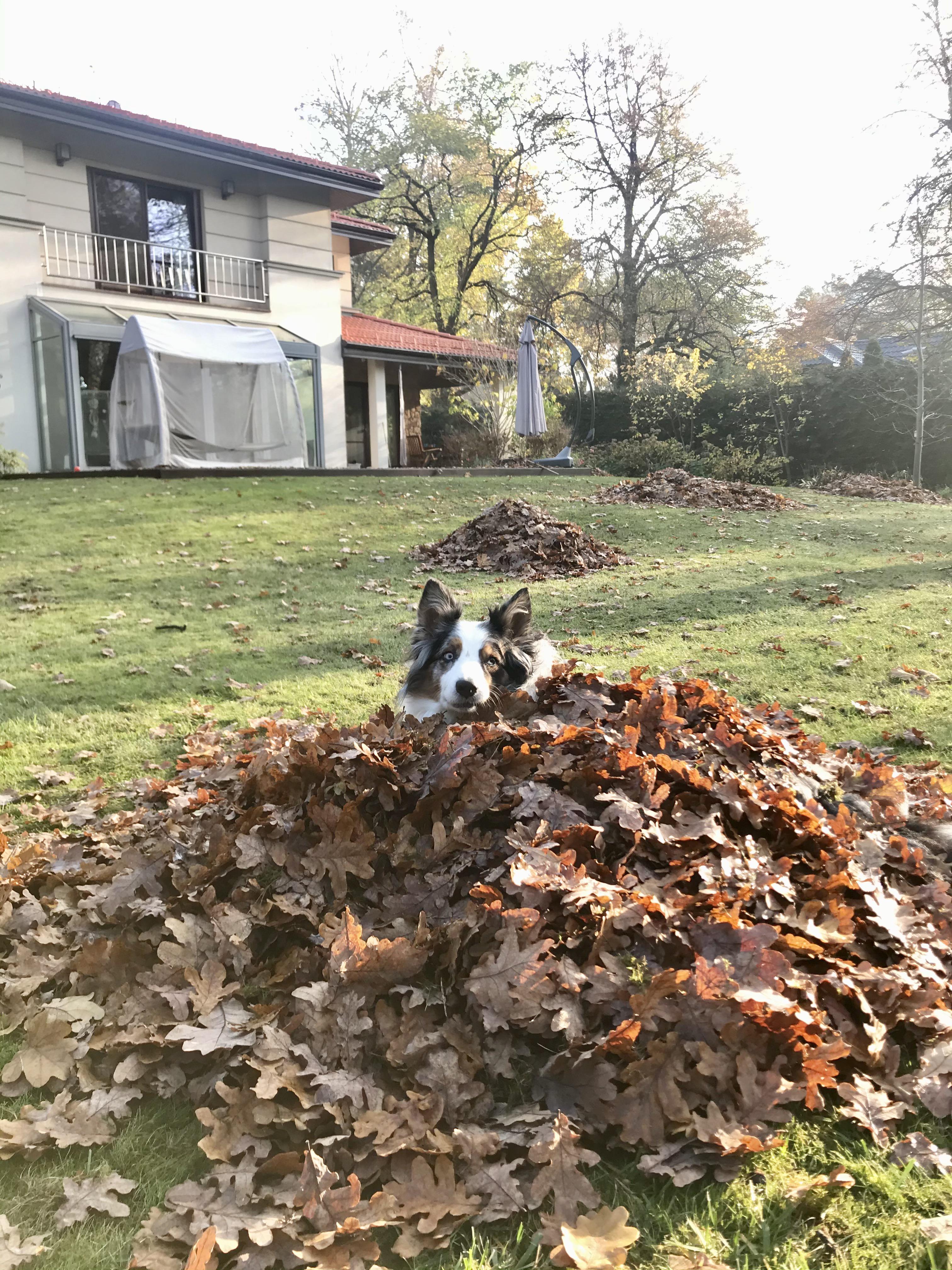 Leaf Doggo | Scrolller