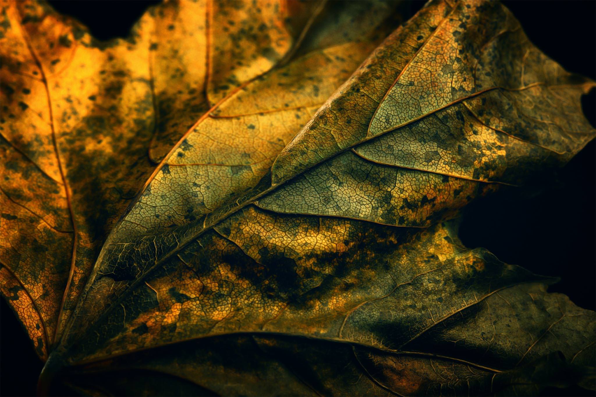 Leaf | Scrolller