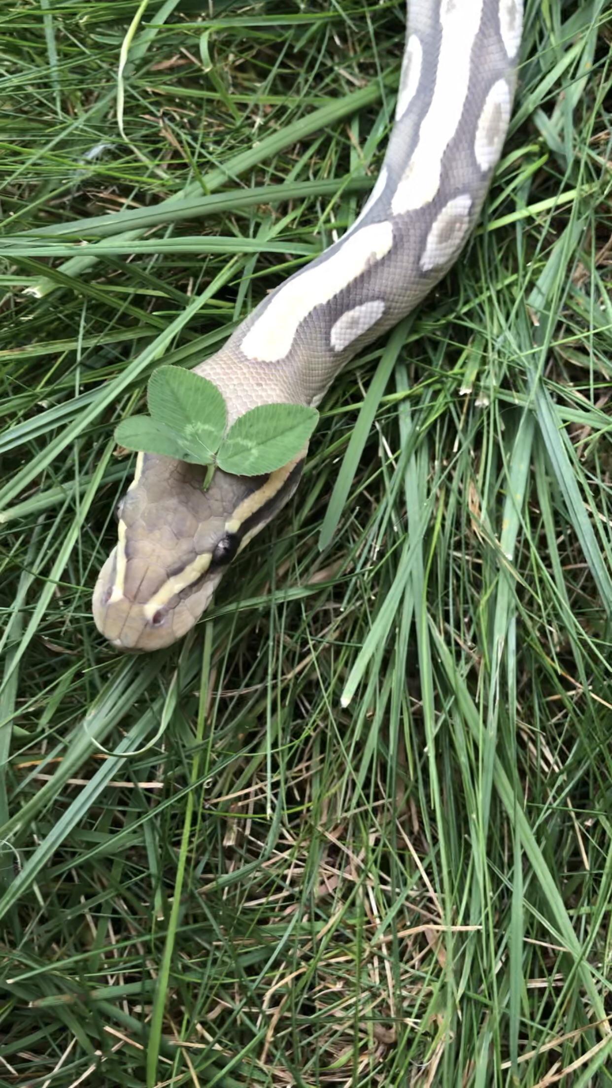 Leaf hat! | Scrolller