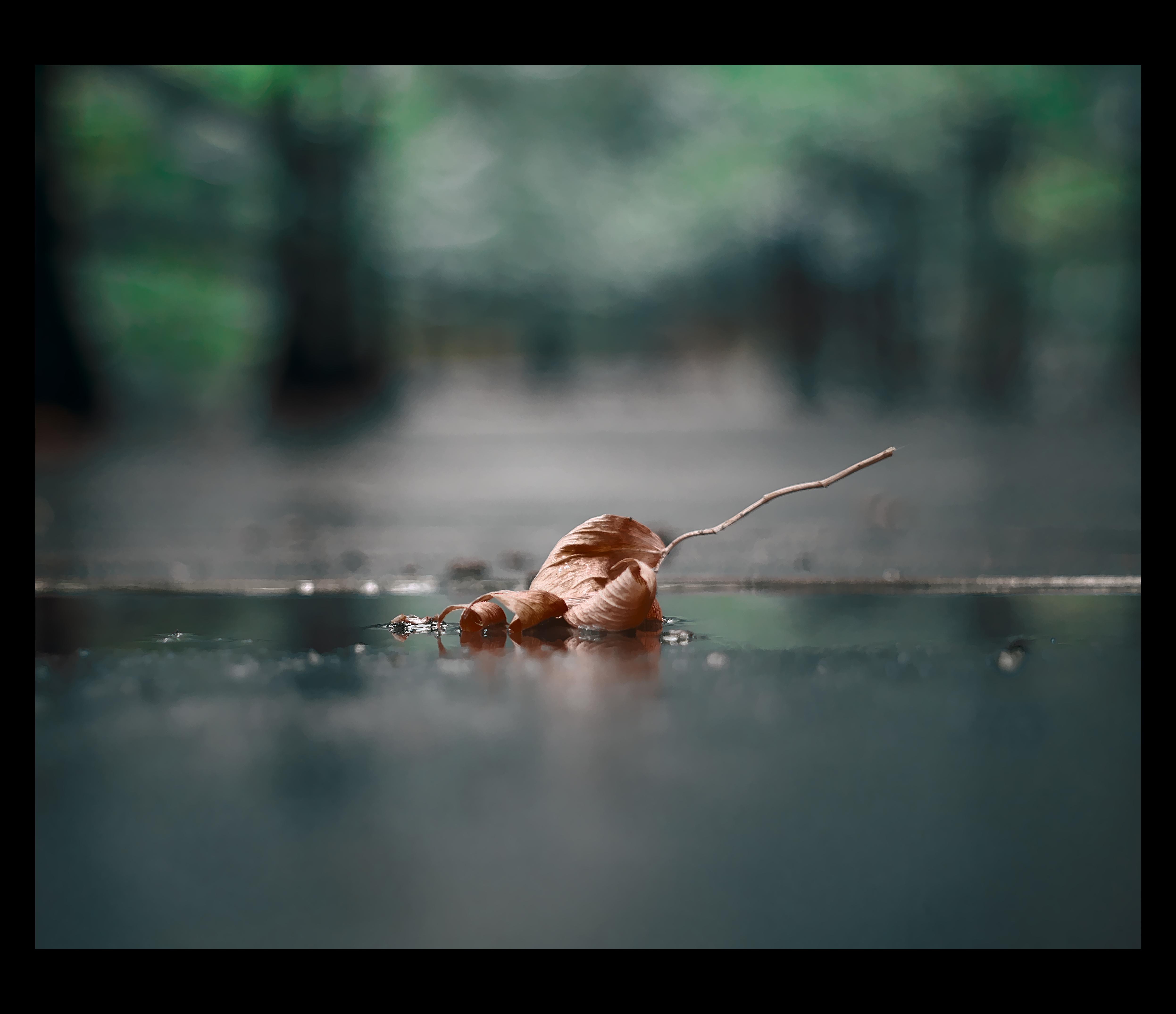 leaf in a puddle | Scrolller