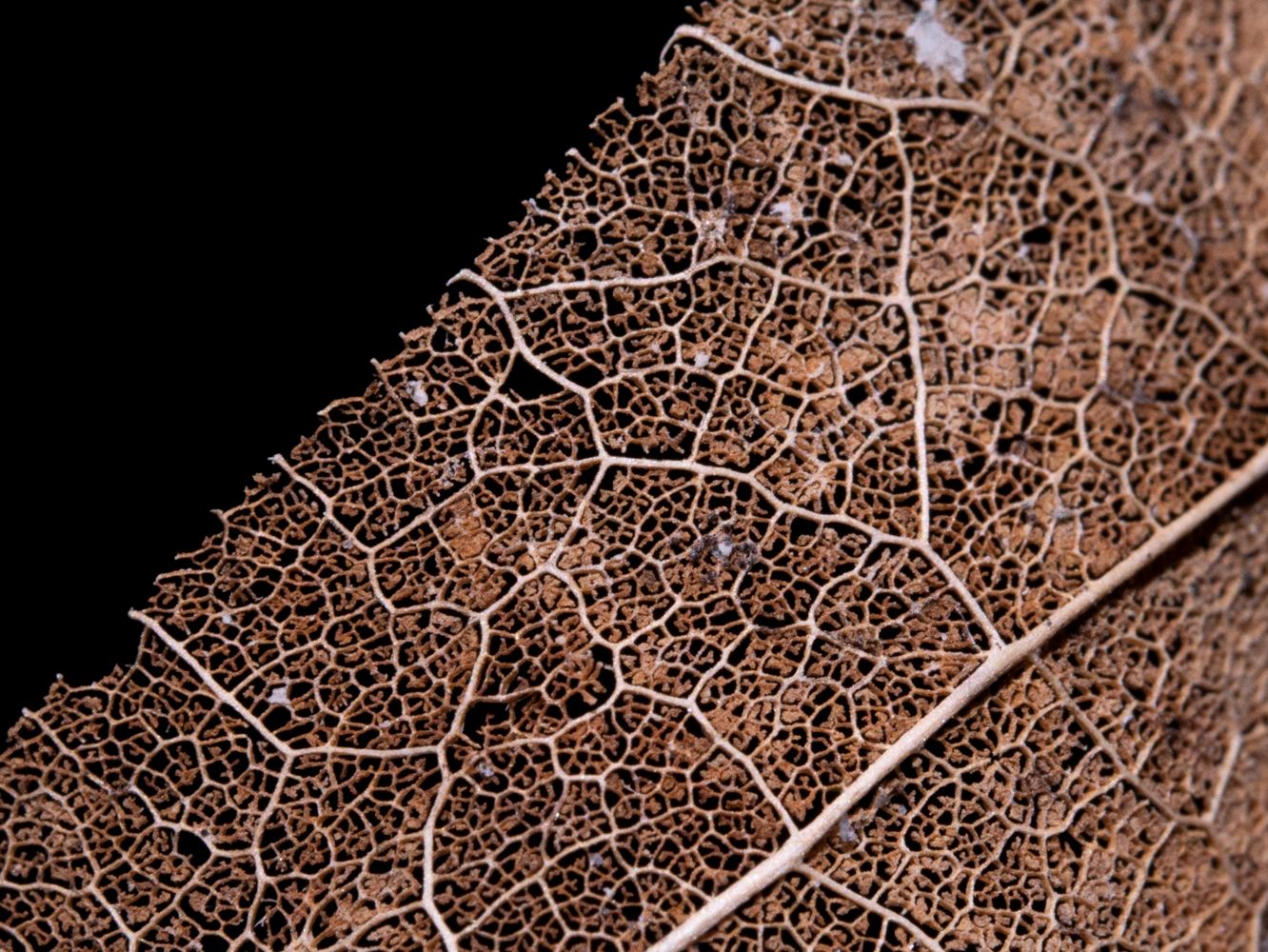 leaf veins left over after a long winter | Scrolller