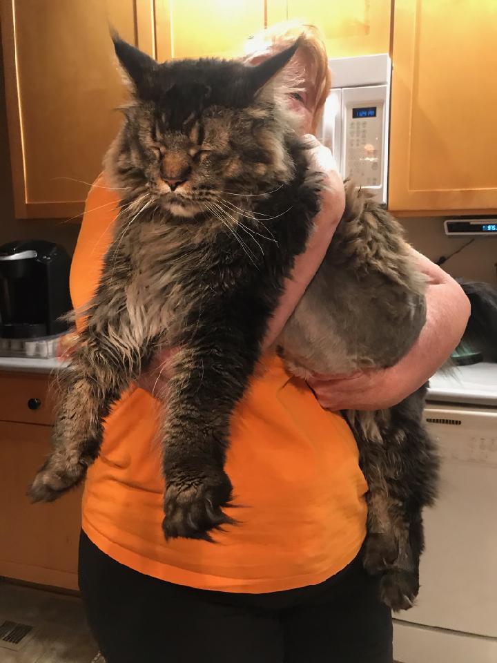 Lemmy just chilling,our big boy | Scrolller