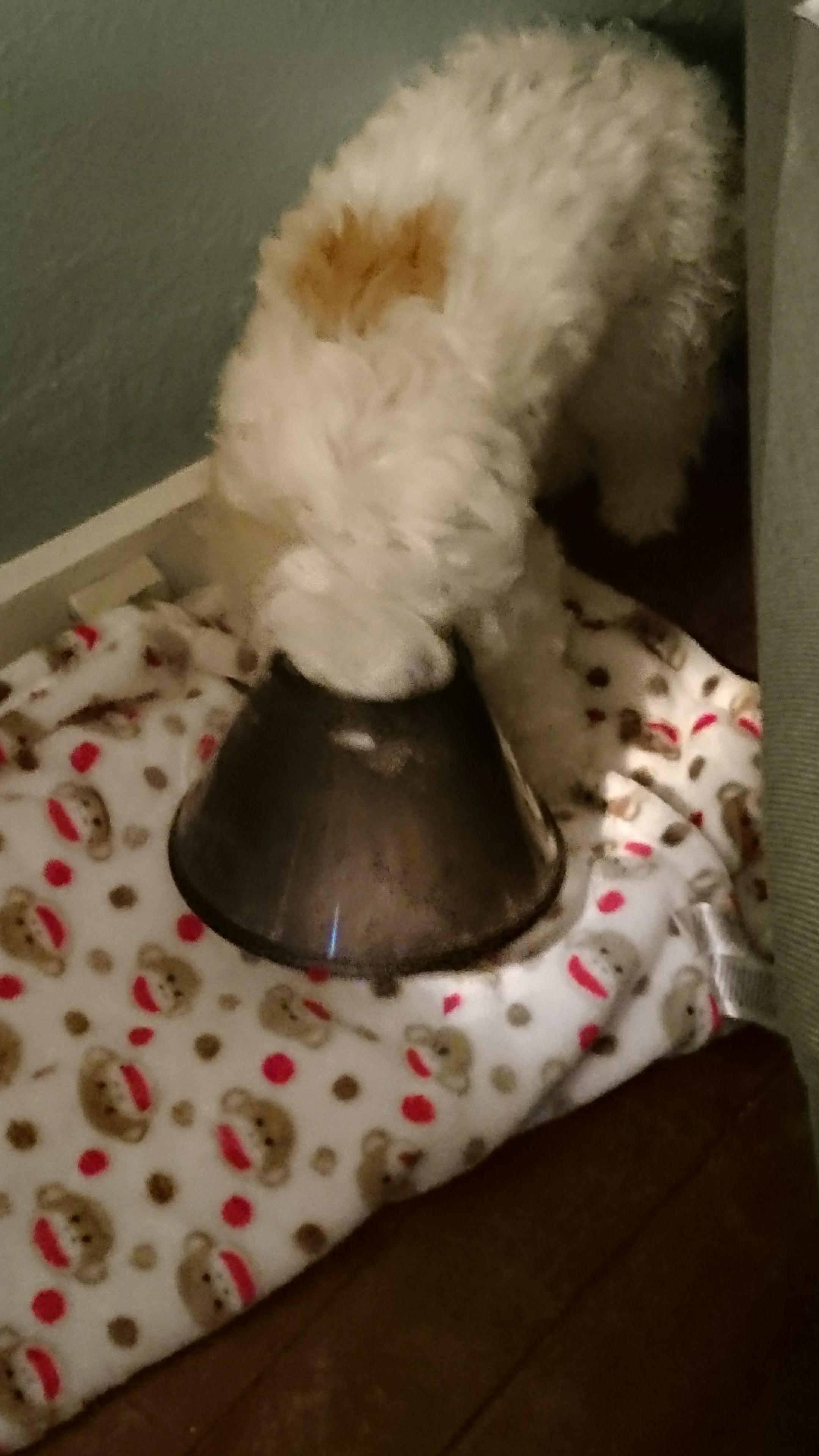 Lenore isn't too happy with her cone. | Scrolller