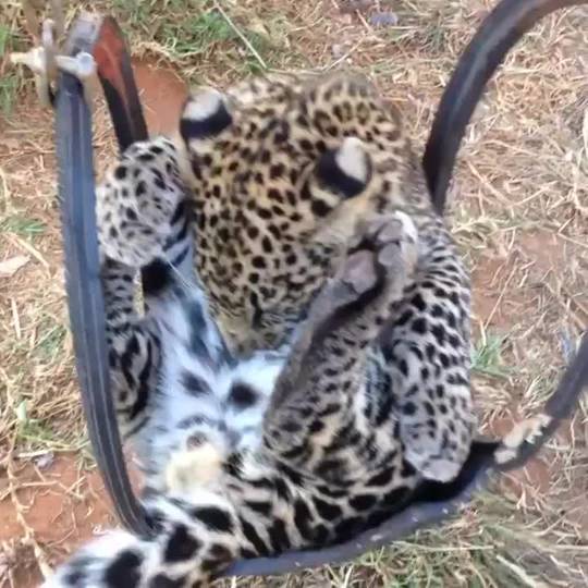 Leopard cub likes to swing | Scrolller
