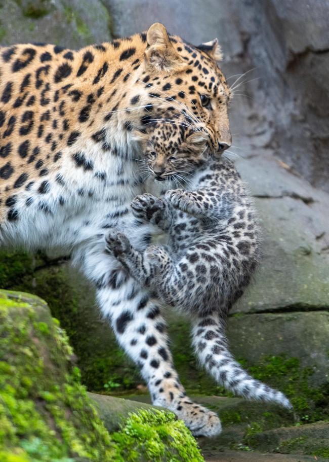 Leopard Mum Carrying Cub | Scrolller