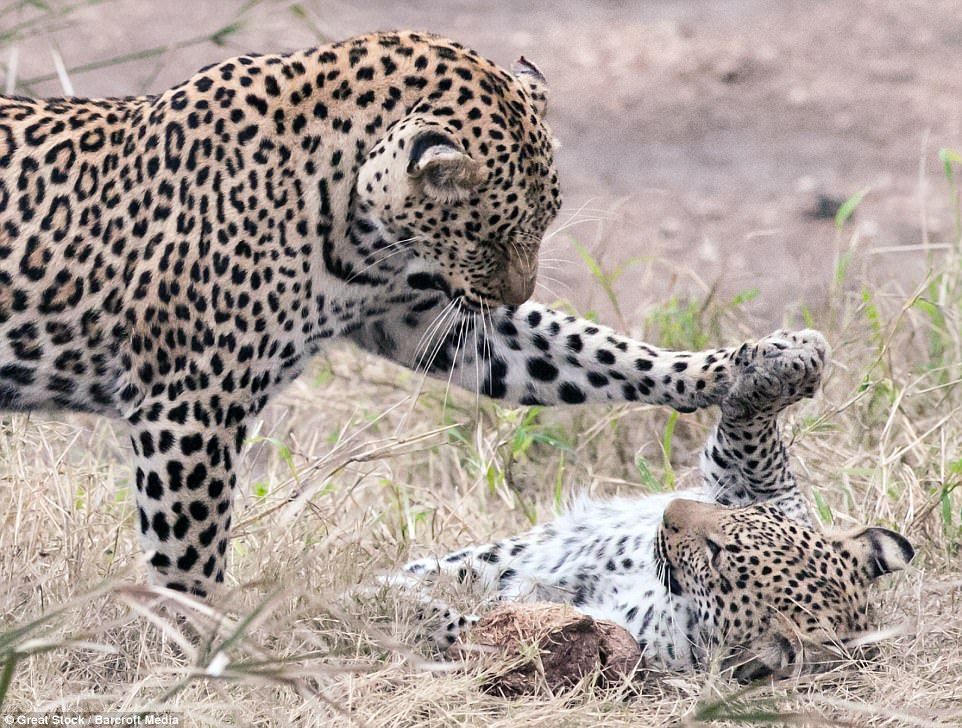 Leopards playing pat-a-cake | Scrolller