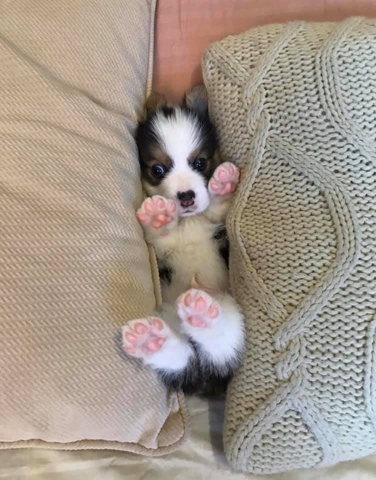 Let me show you my toebeans | Scrolller