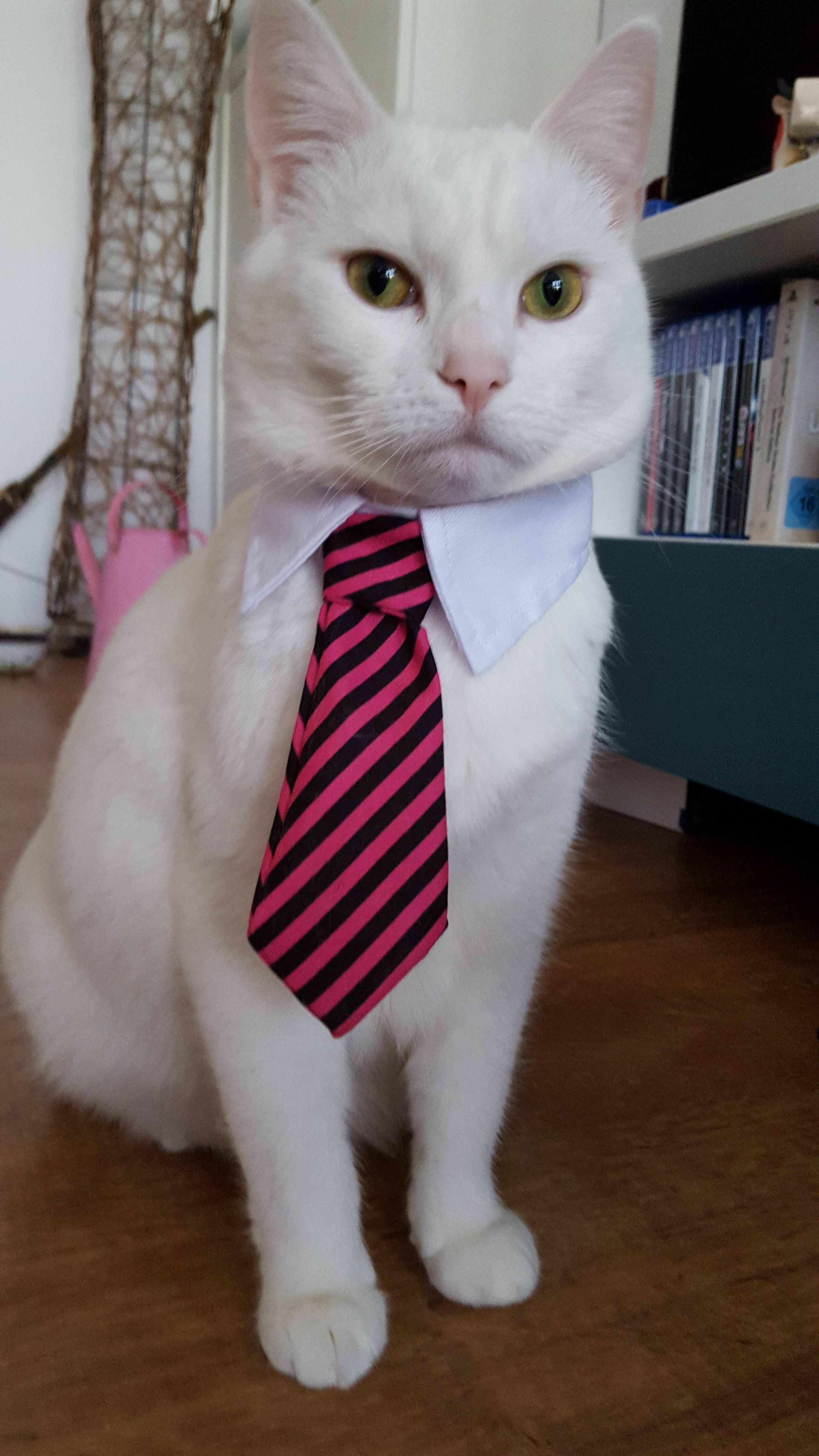 Let's do this Monday | Scrolller