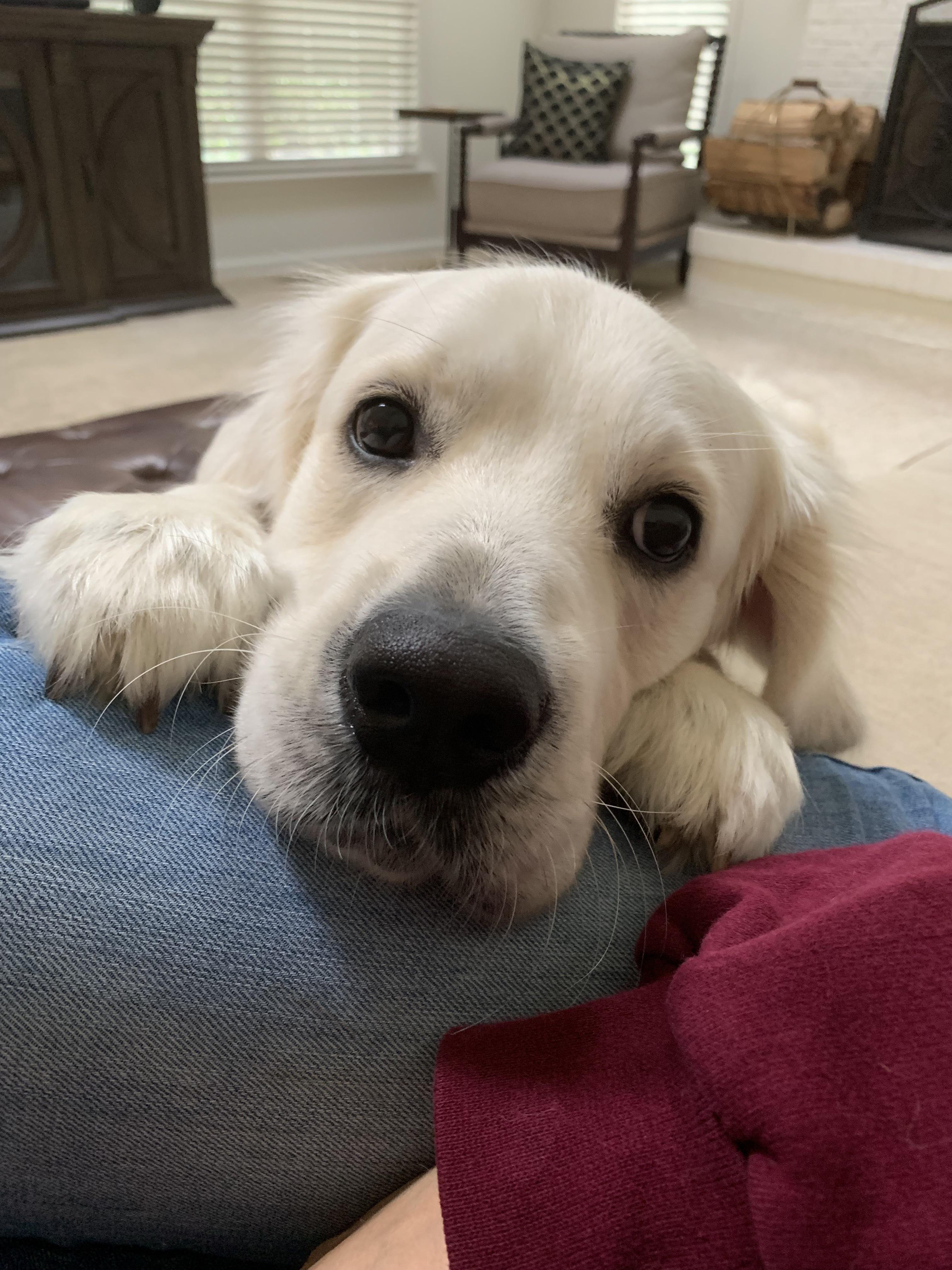 Level 10 puppy dogs eyes. | Scrolller