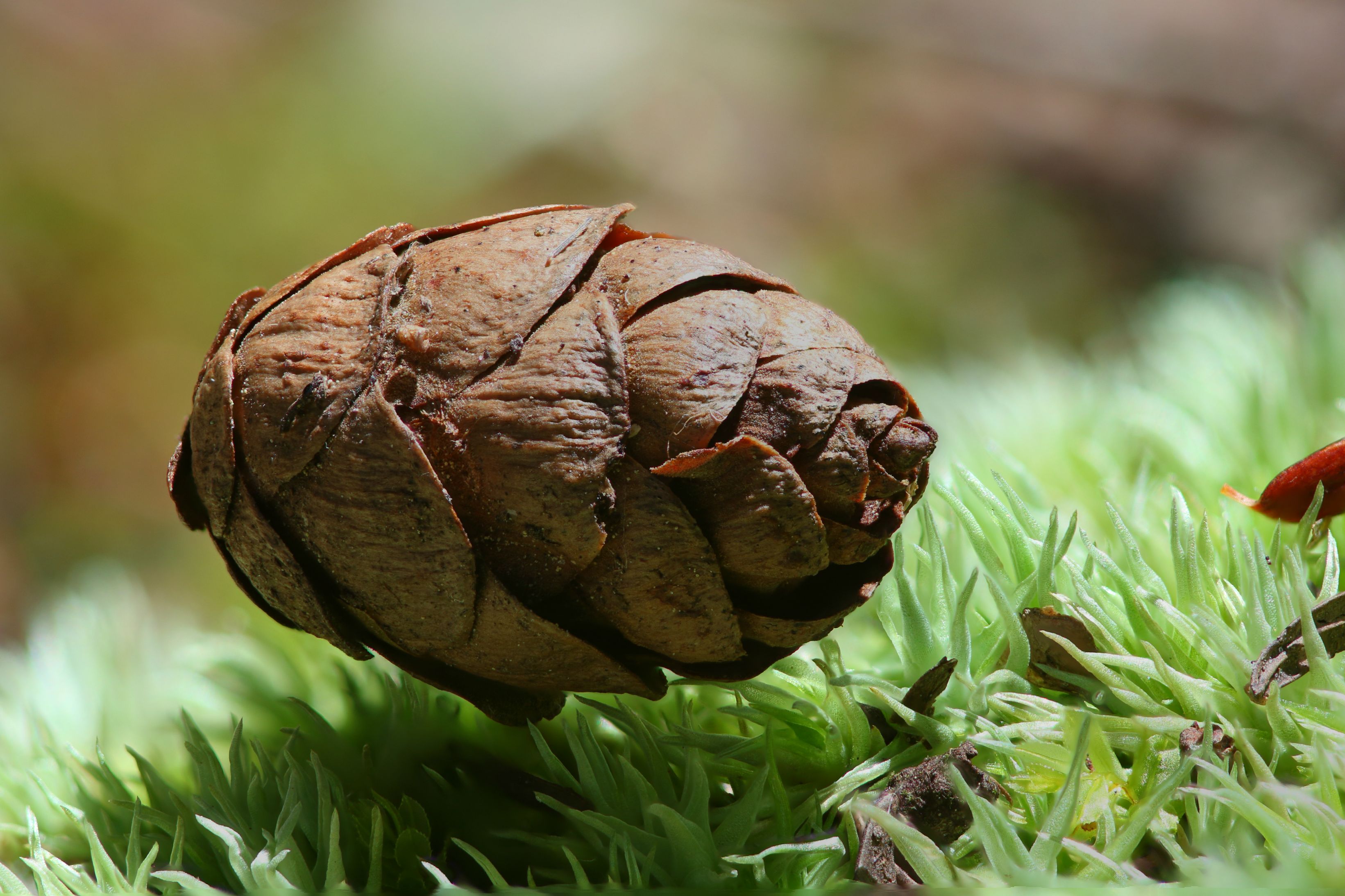 Levitating Pine Cone | Scrolller