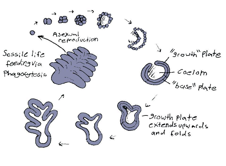 Life cycle of primitive, Ediacaran diploblast - precursor to Dickinsonia and frond like animals ...