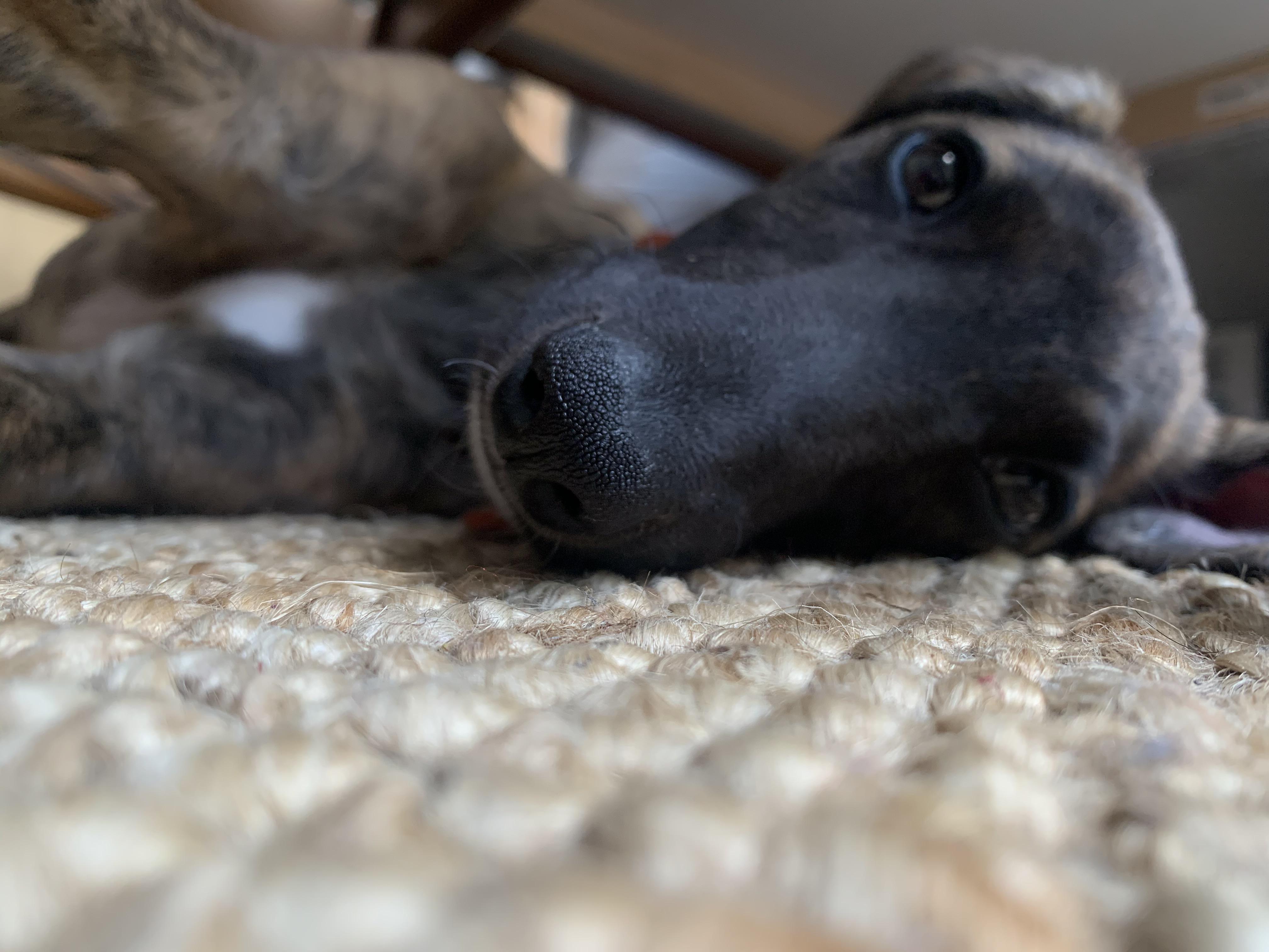 Discover more like Whippets: Like a supermodel and Related Content | Scrolller