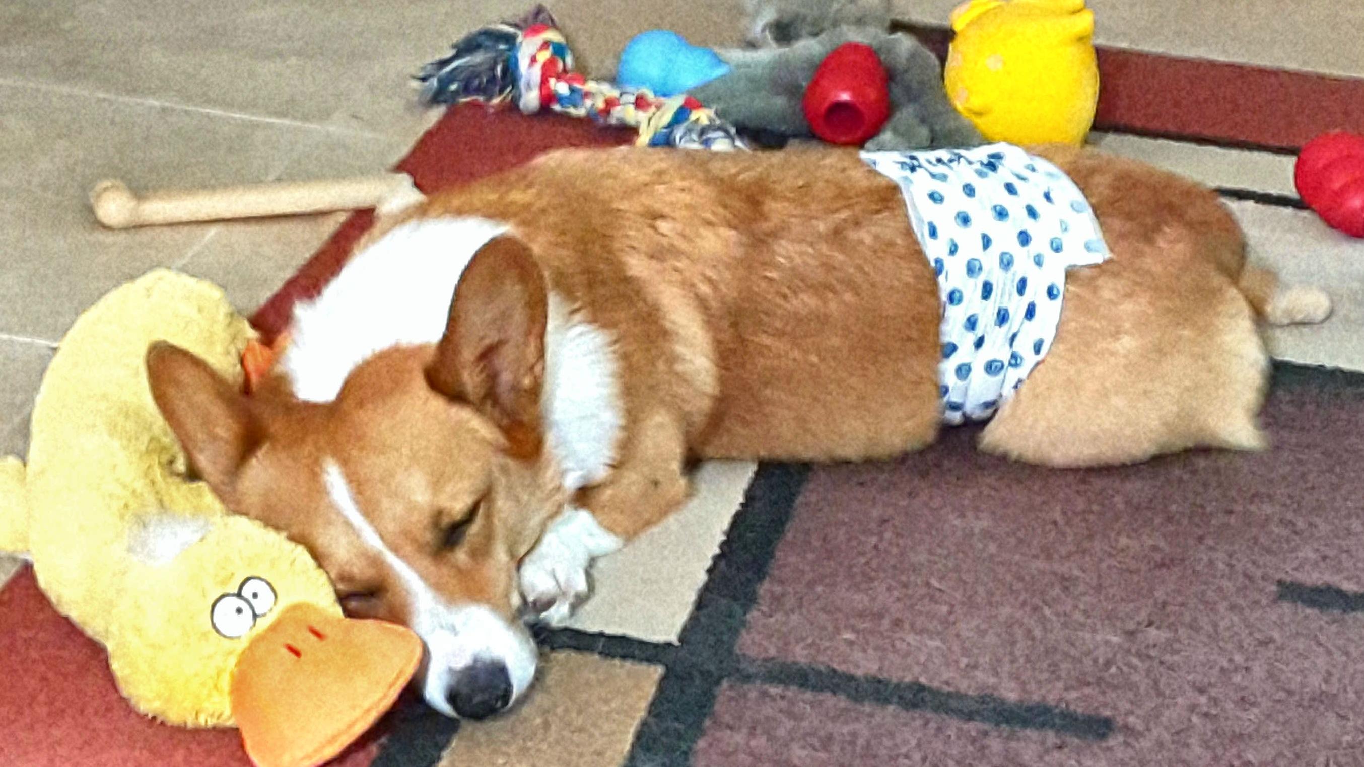 Li'l squirt had a long day | Scrolller