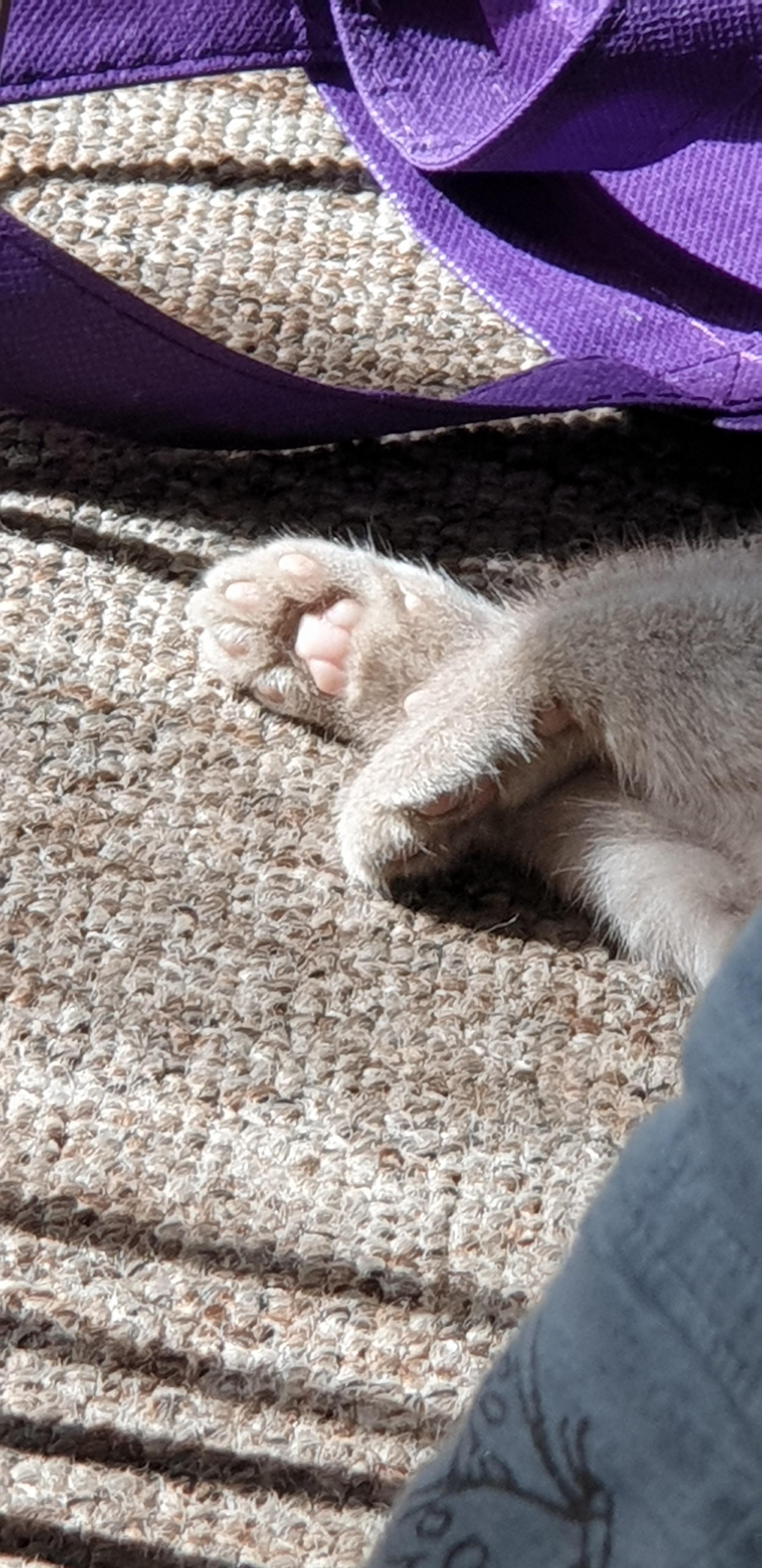 Lilac Shorthair ToeBeans | Scrolller