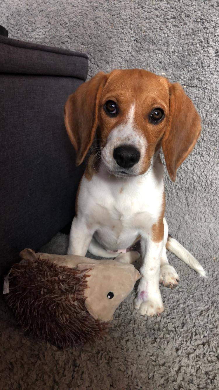 Lilo And Her Hedgehog Scrolller