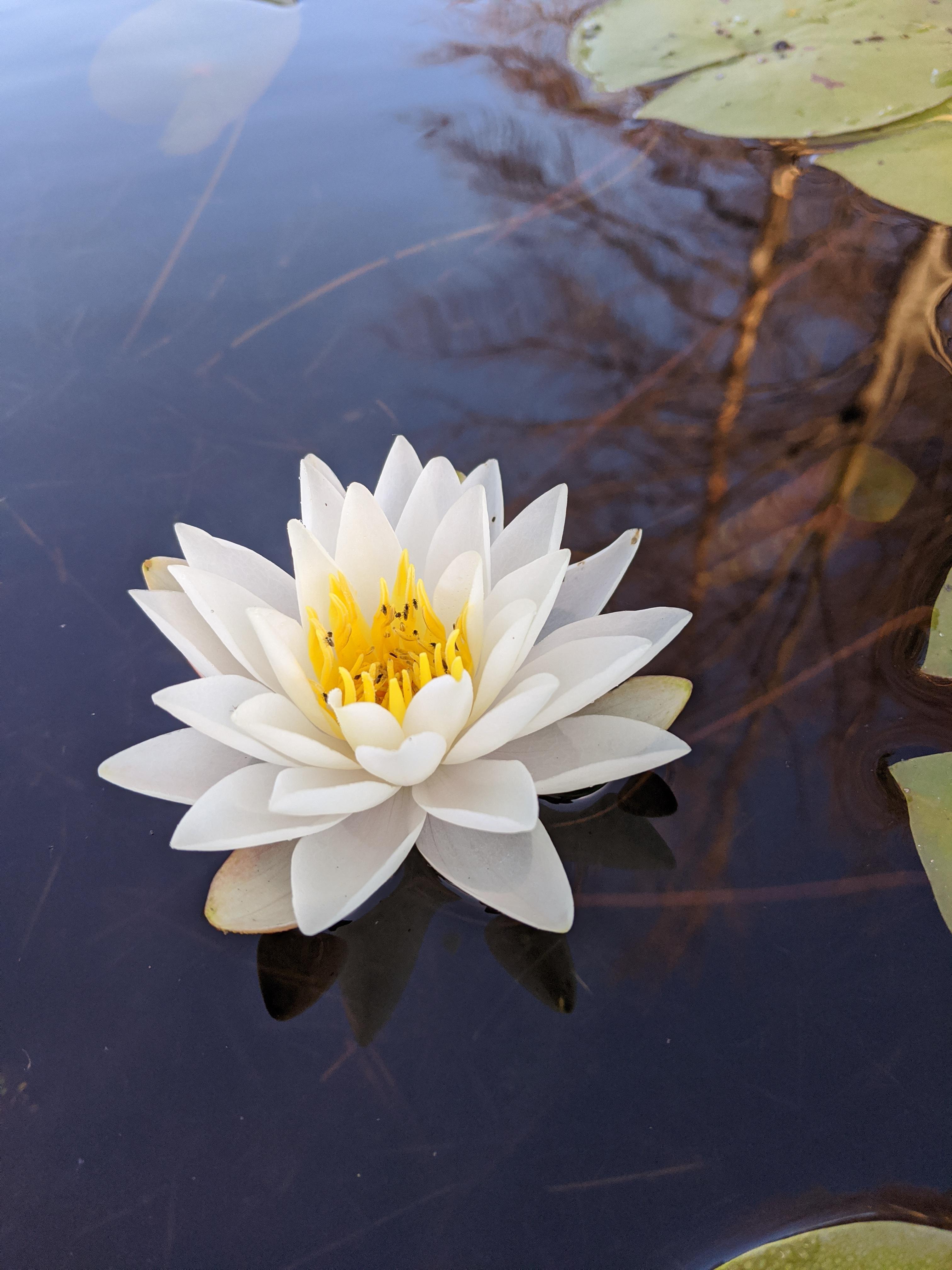 Lily Scrolller