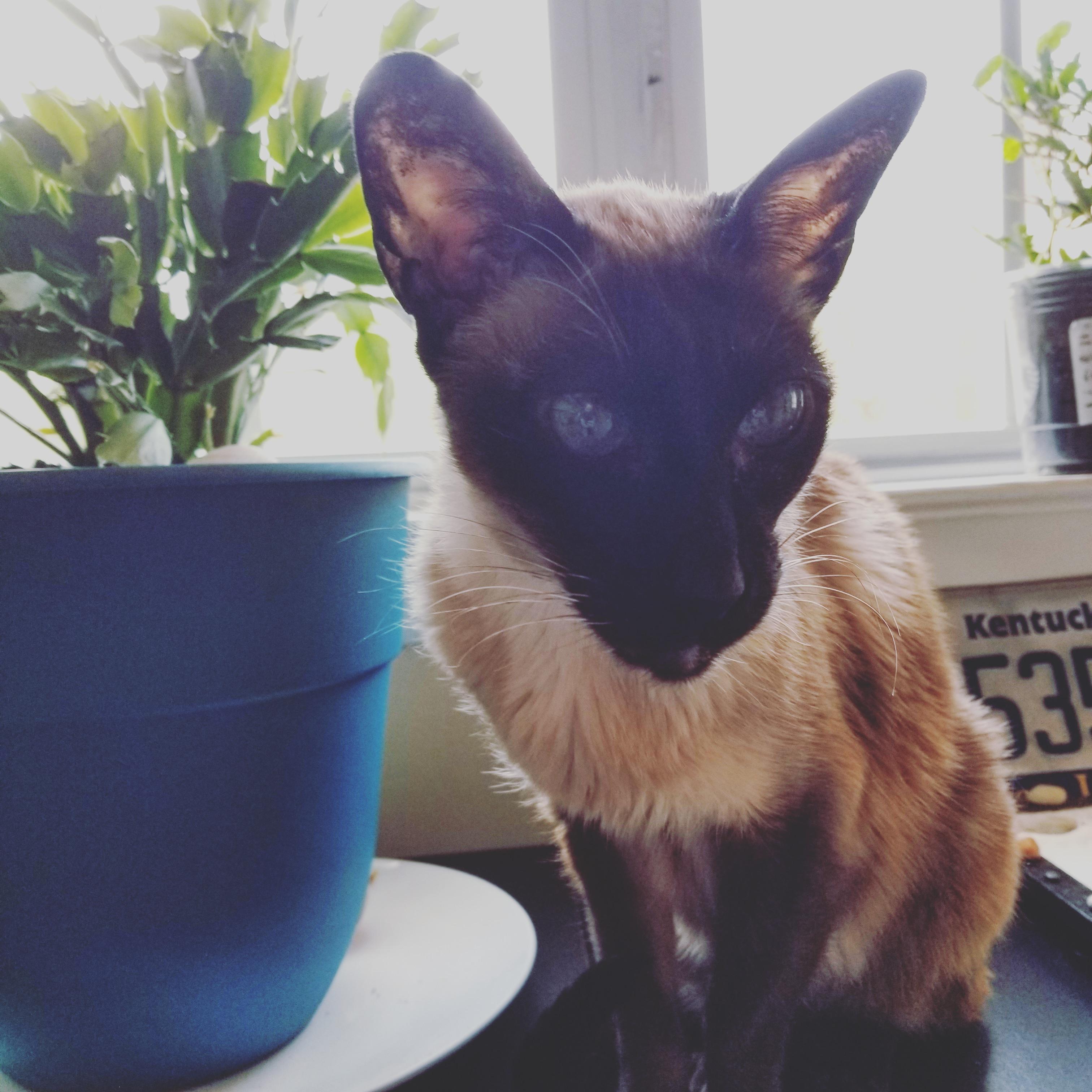 Lily! I adopted her on Monday, she's my first Siamese. | Scrolller