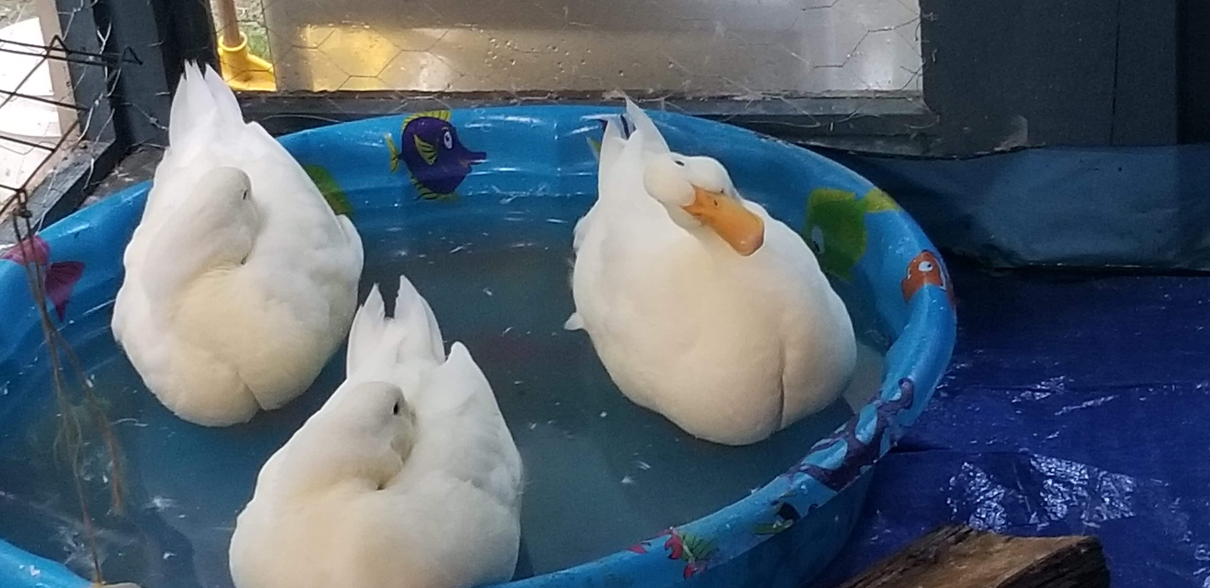 Ling ling, Josie and Odis my three angels | Scrolller