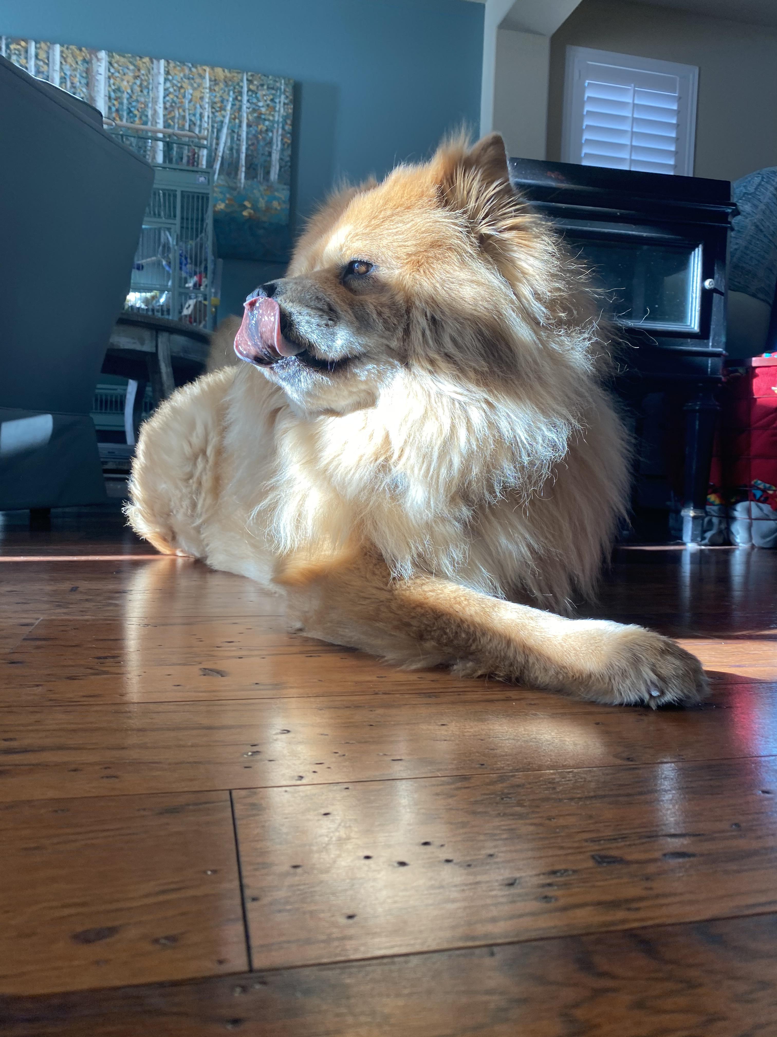 Lion Queen 👑 | Scrolller