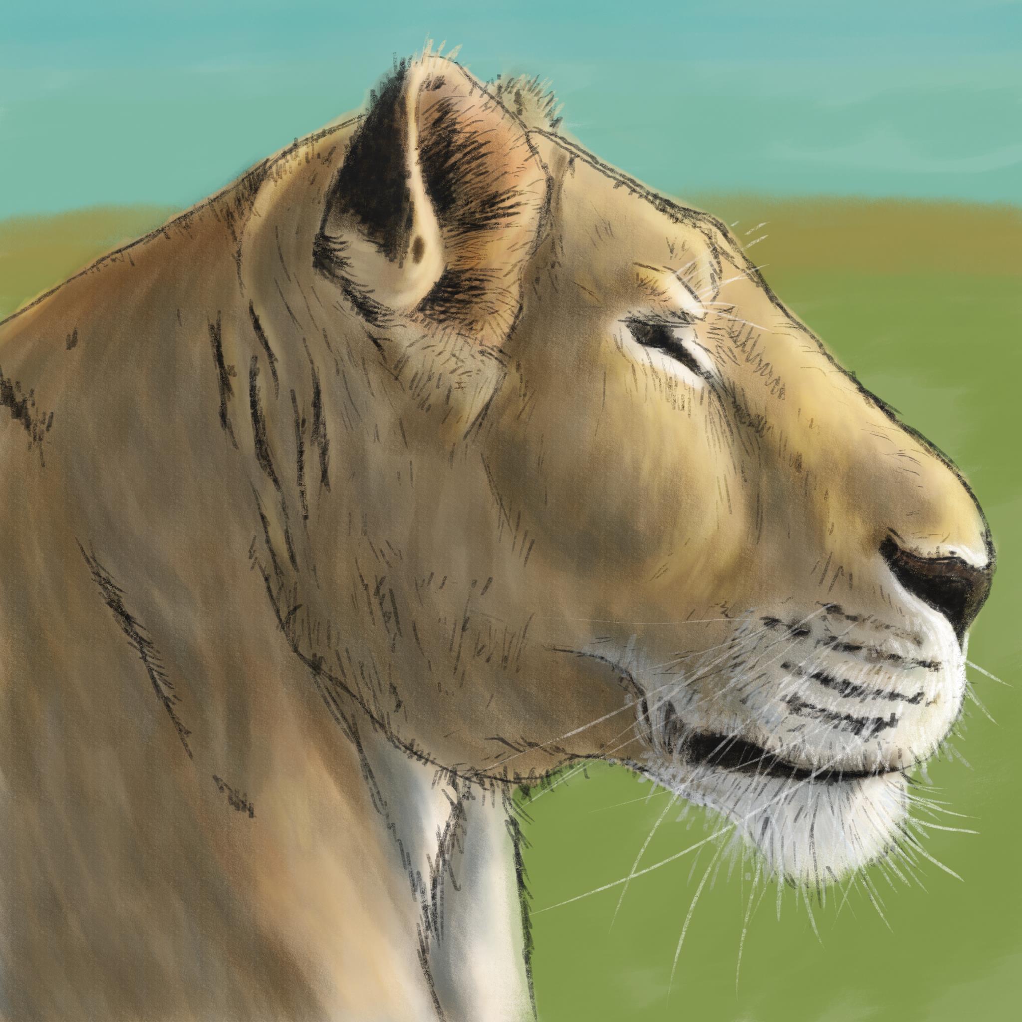 Lioness - colored with my custom brushes for wildlife art | Scrolller