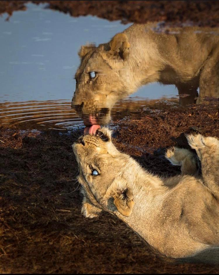 Lioness warrior taking a drink | Scrolller
