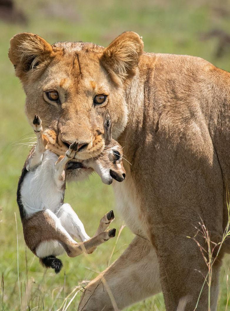 Lioness with a Gazelle calf. | Scrolller