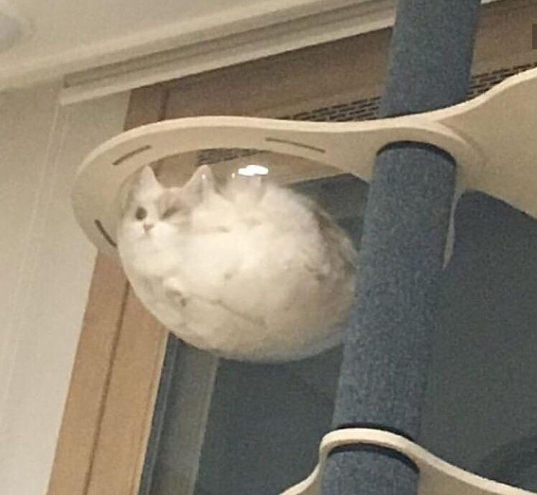 Liquid cat! | Scrolller