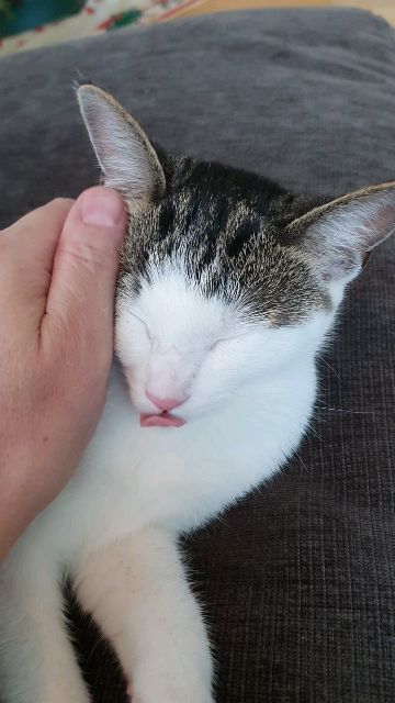 Lisa. I get about 10 mlems a day out of her in average. | Scrolller