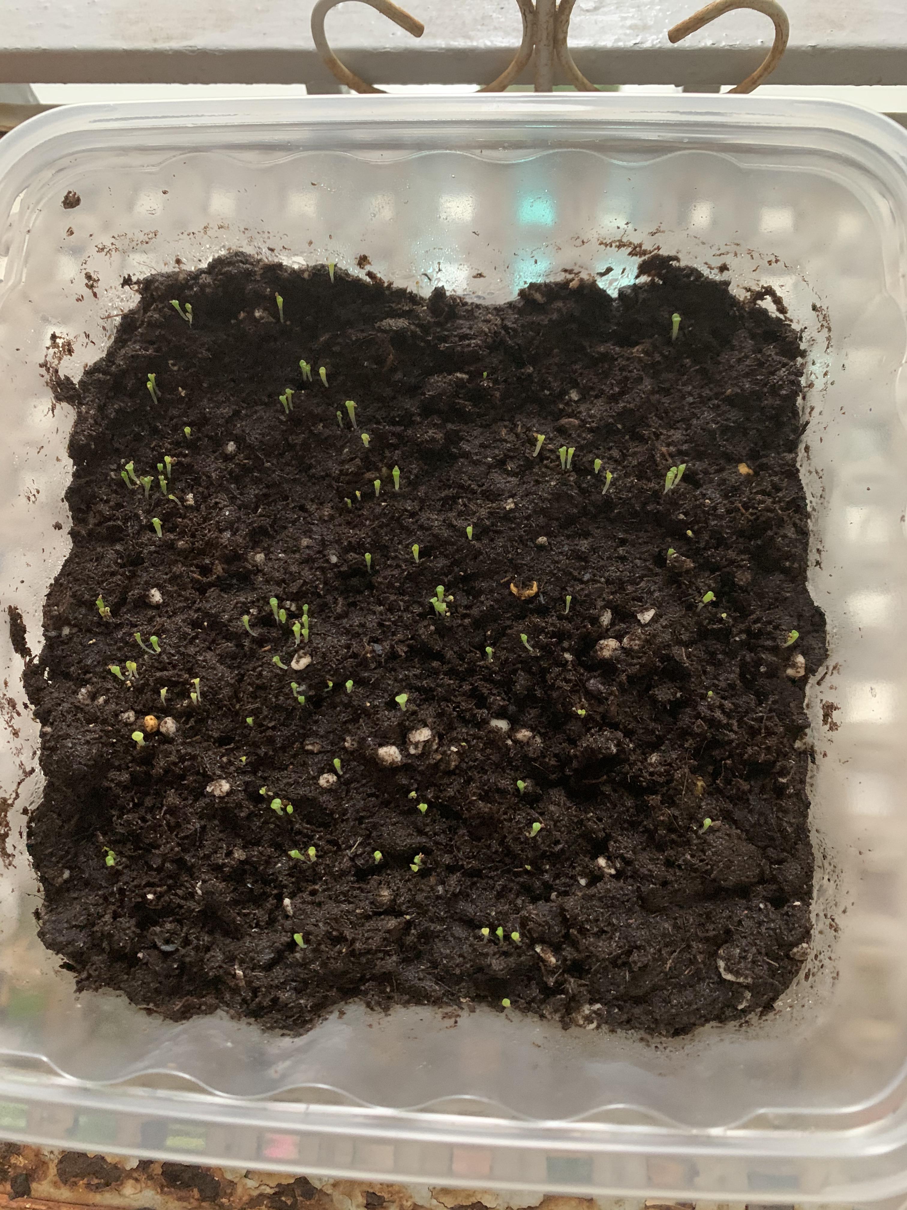 Lithops germination process : day 6 ( really happy that lots of the seeds are sprouting ...