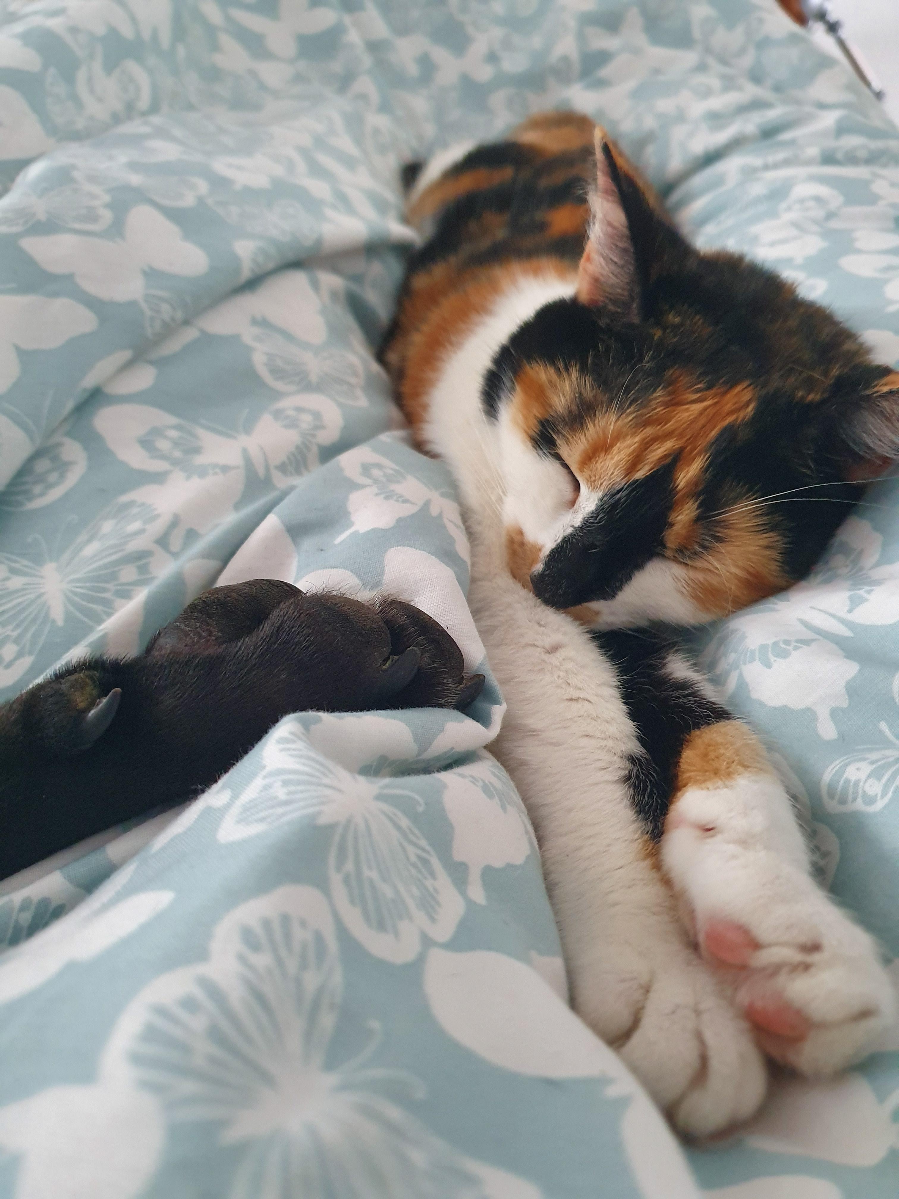Little and large toe beans! | Scrolller