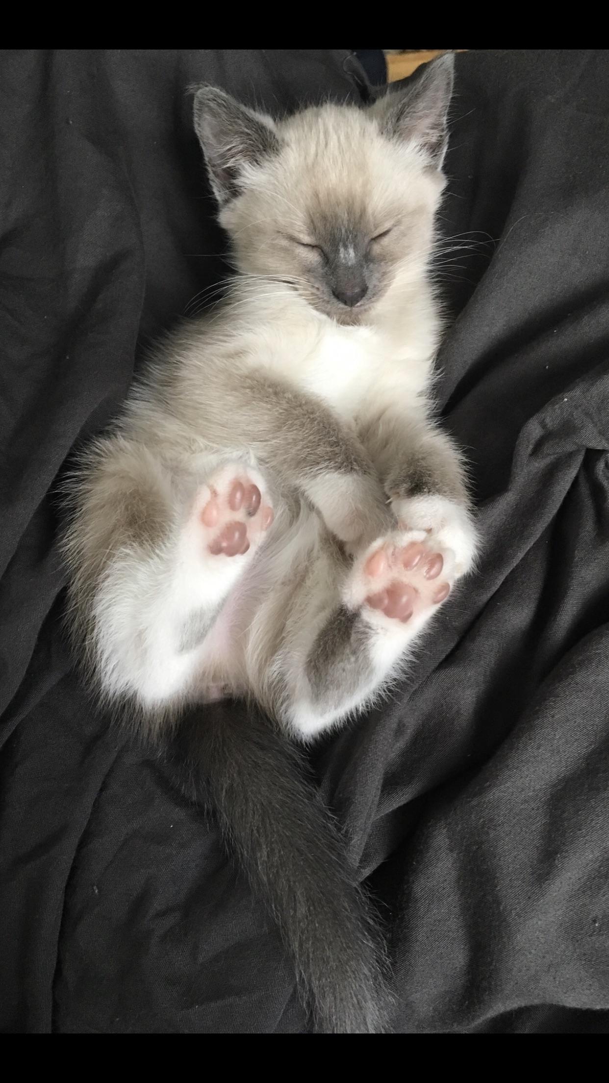 Little bean begins to dream 💤 | Scrolller