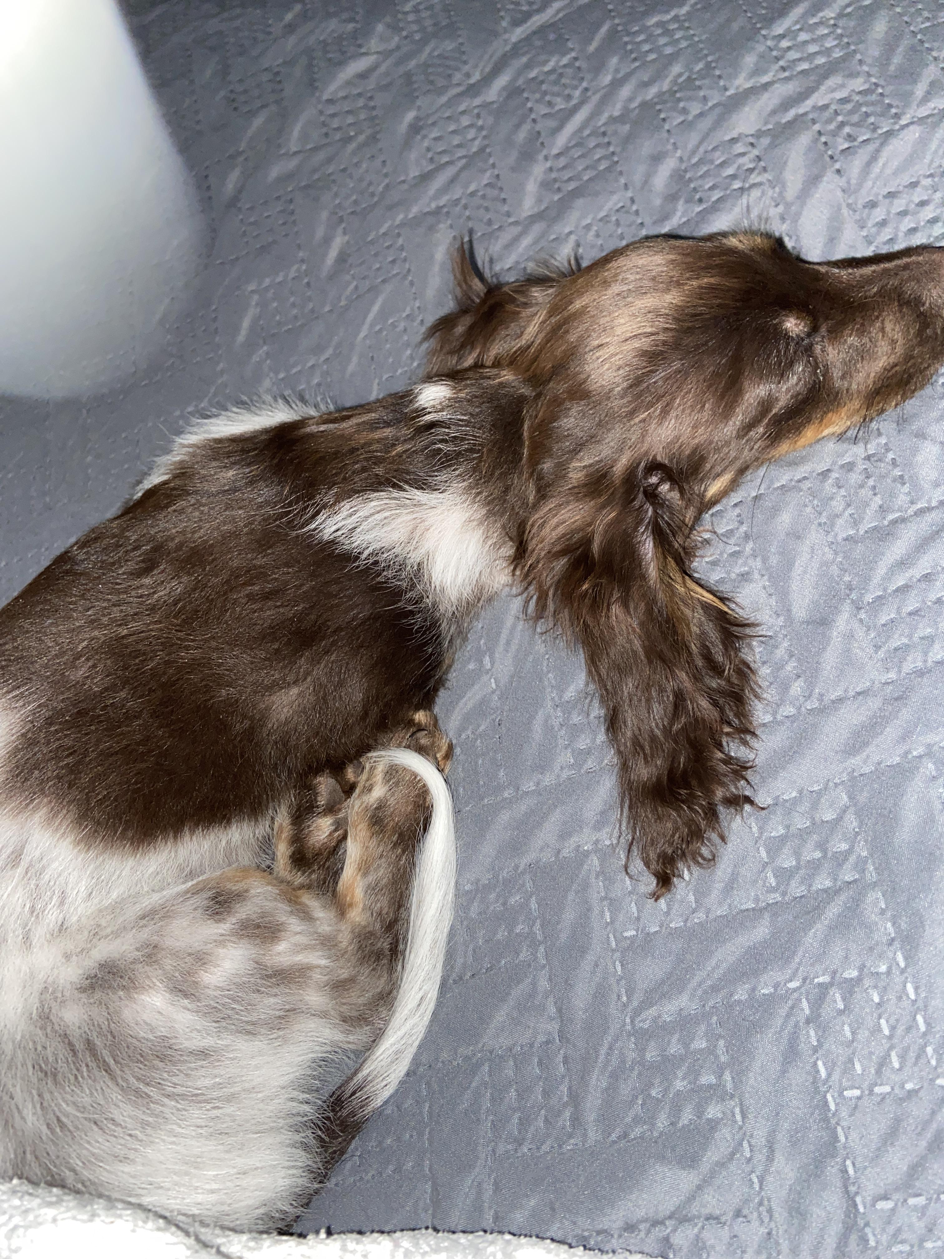 Little Benny | Scrolller