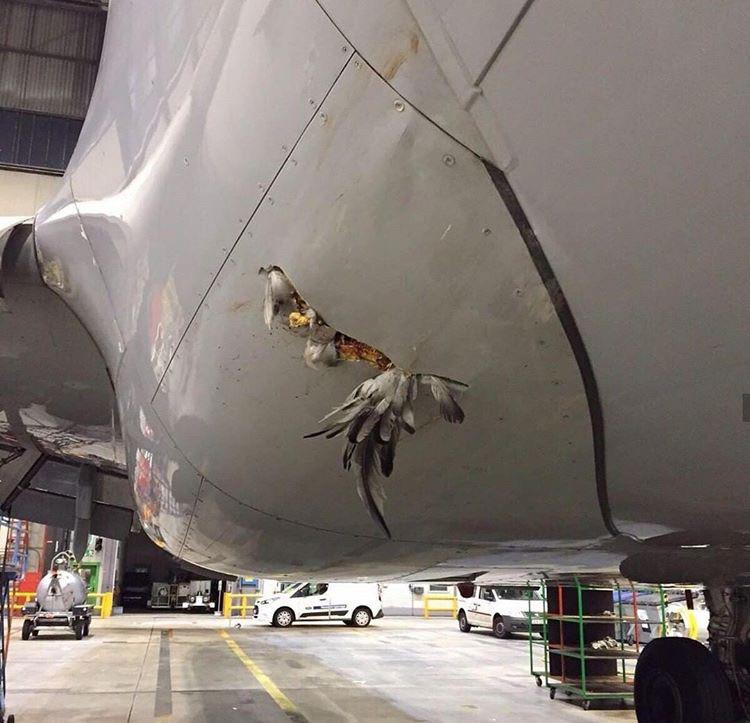 Little bird meet big bird | Scrolller