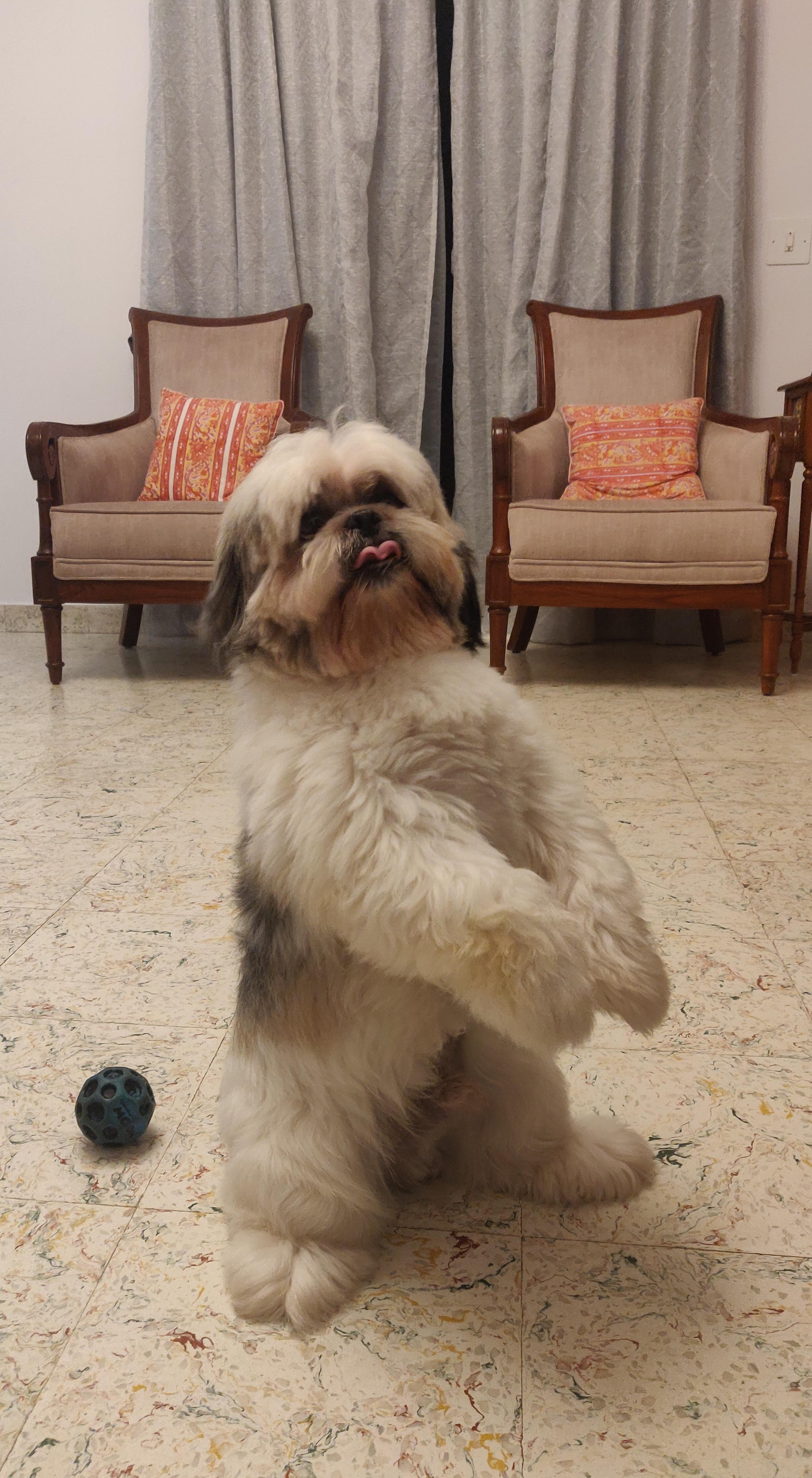 Little derpy boi | Scrolller