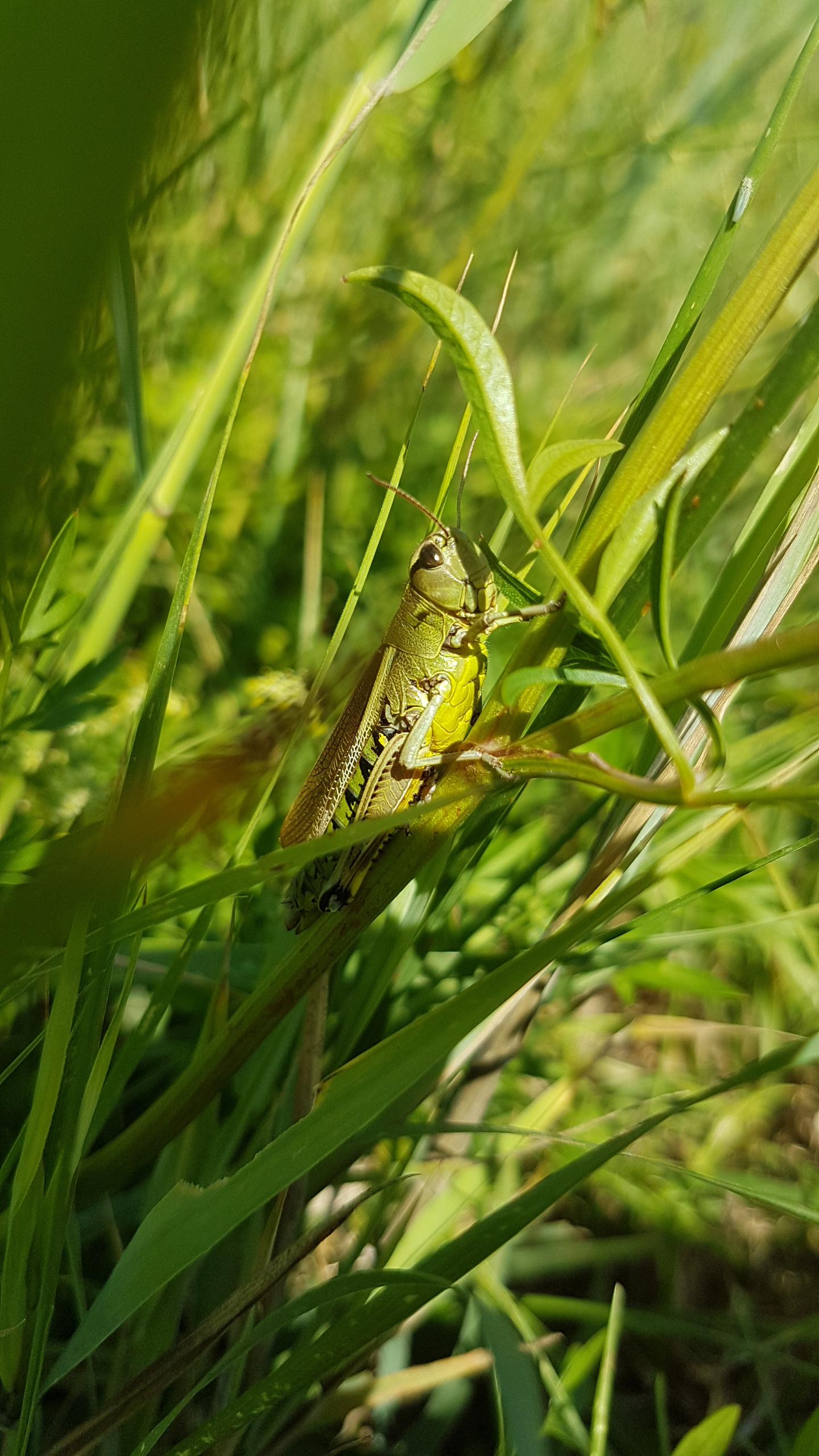 Little grasshopper from last summer | Scrolller
